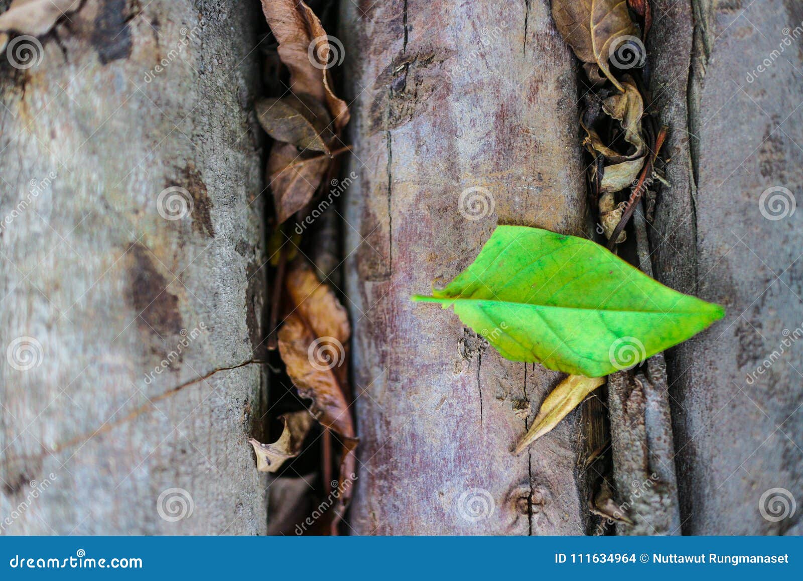 Close Up of Green Leaf and Dry Leaf Around with Tree Log on the ...