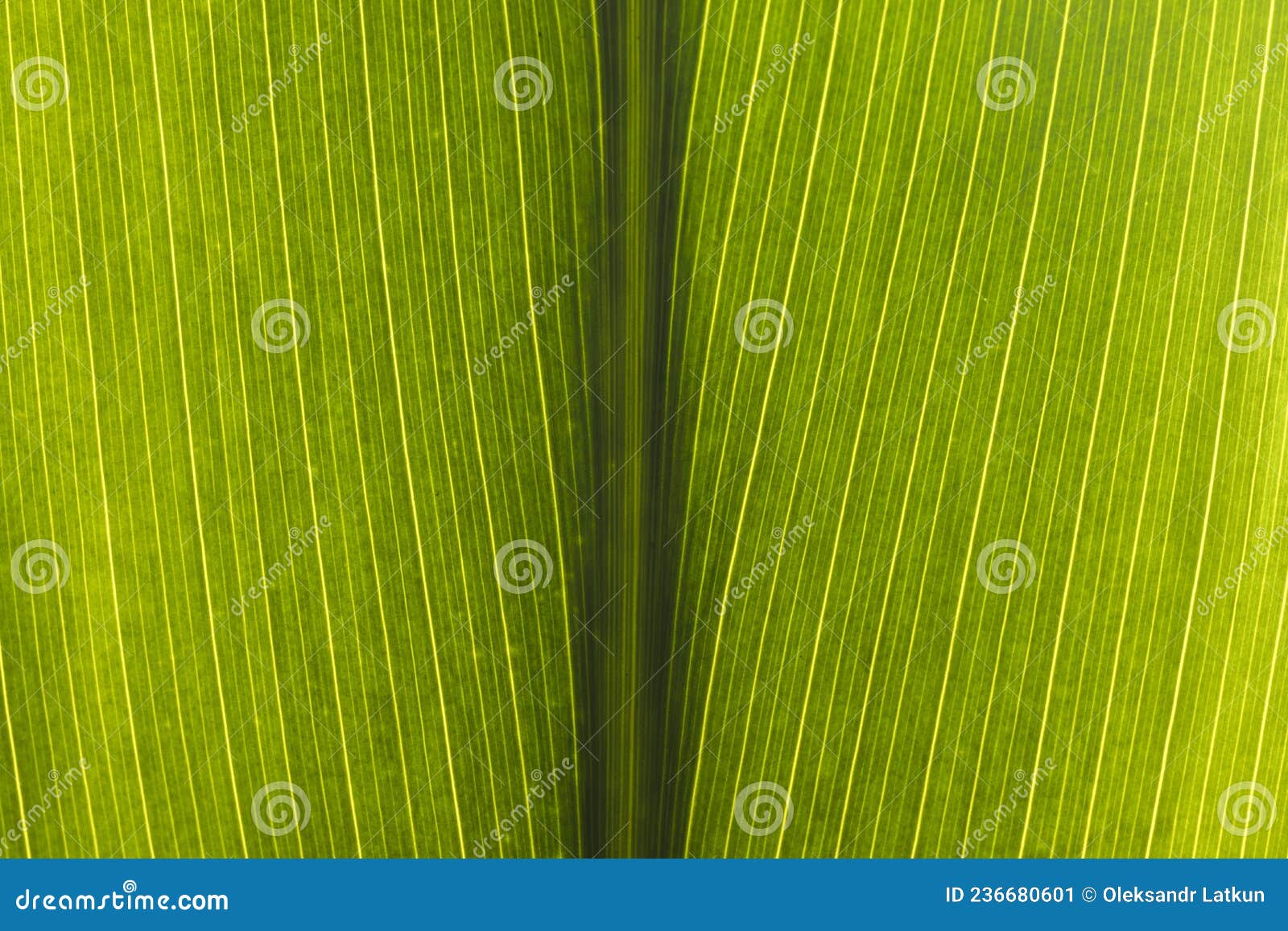 Close Up Green Leaf. High Quality Photo Stock Image - Image of nature ...