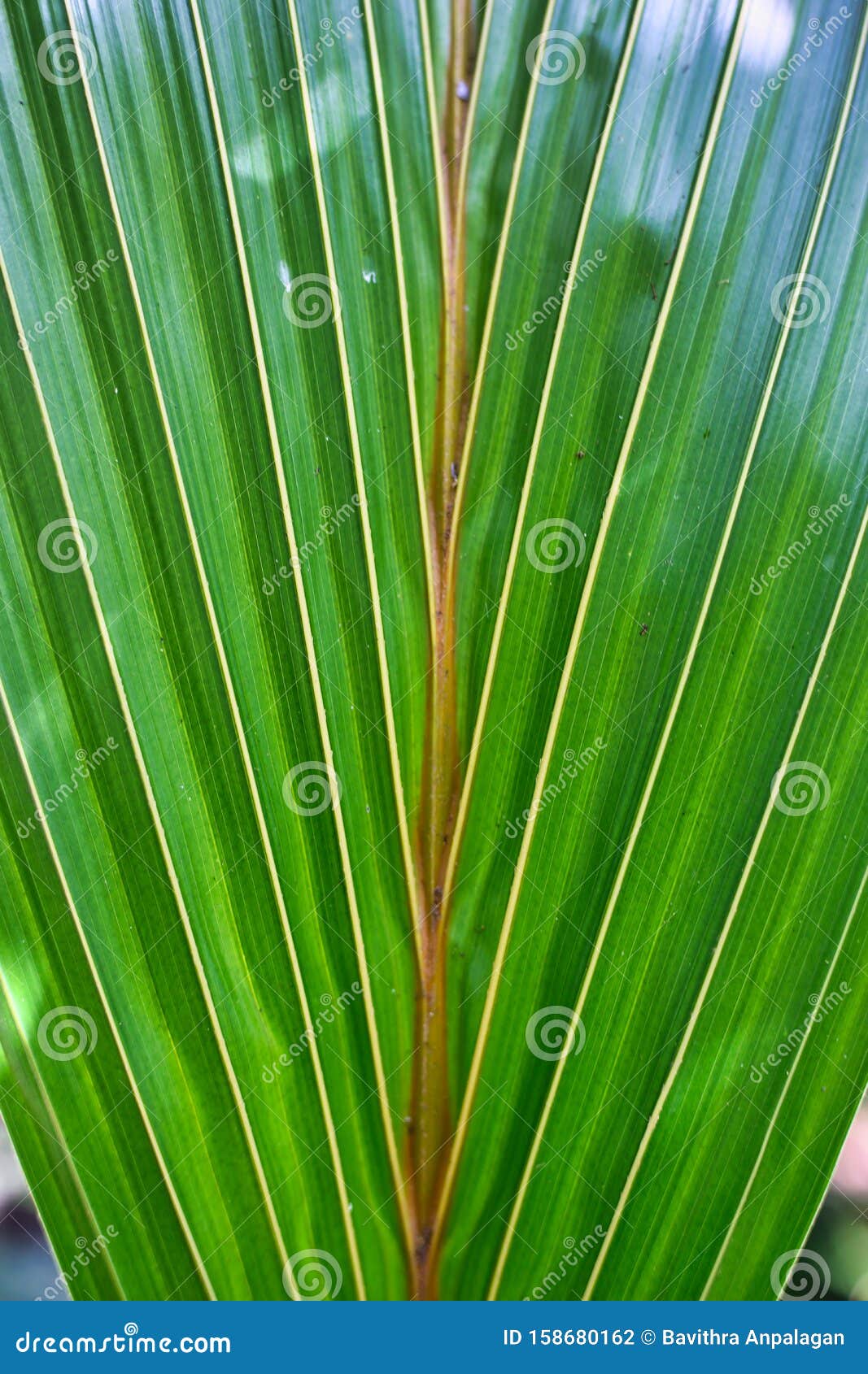 Leaf Closeup stock photo. Image of forest, exotic, abstract - 158680162