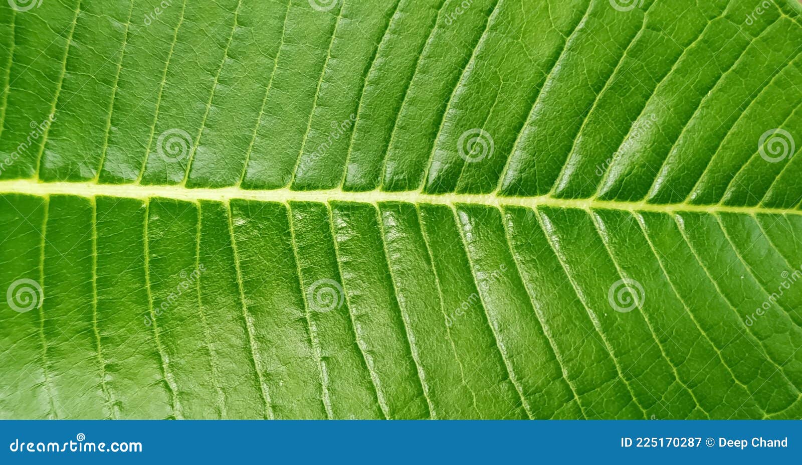 Close Up Green Leaf Line for Background Stock Image - Image of garden ...