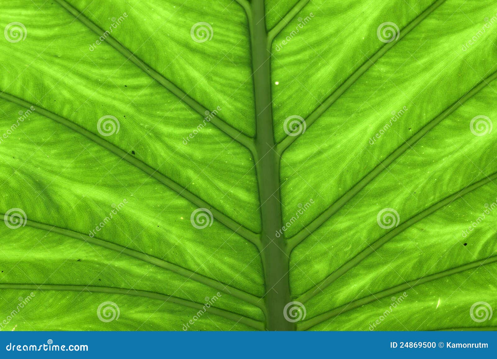 Close Up Green Leaf Pattern Stock Photo - Image of life, botany: 24869500