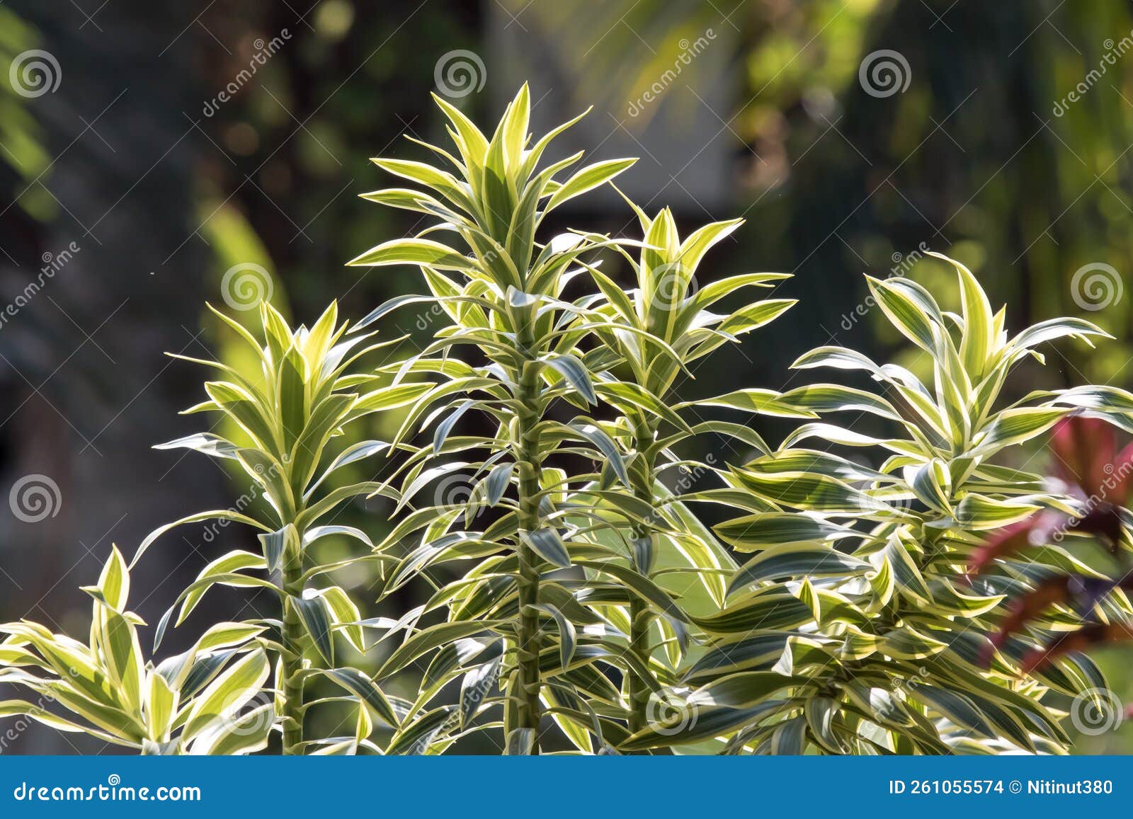 Green Leaf of Song of India or Pleomele Reflexa Stock Photo - Image of ...