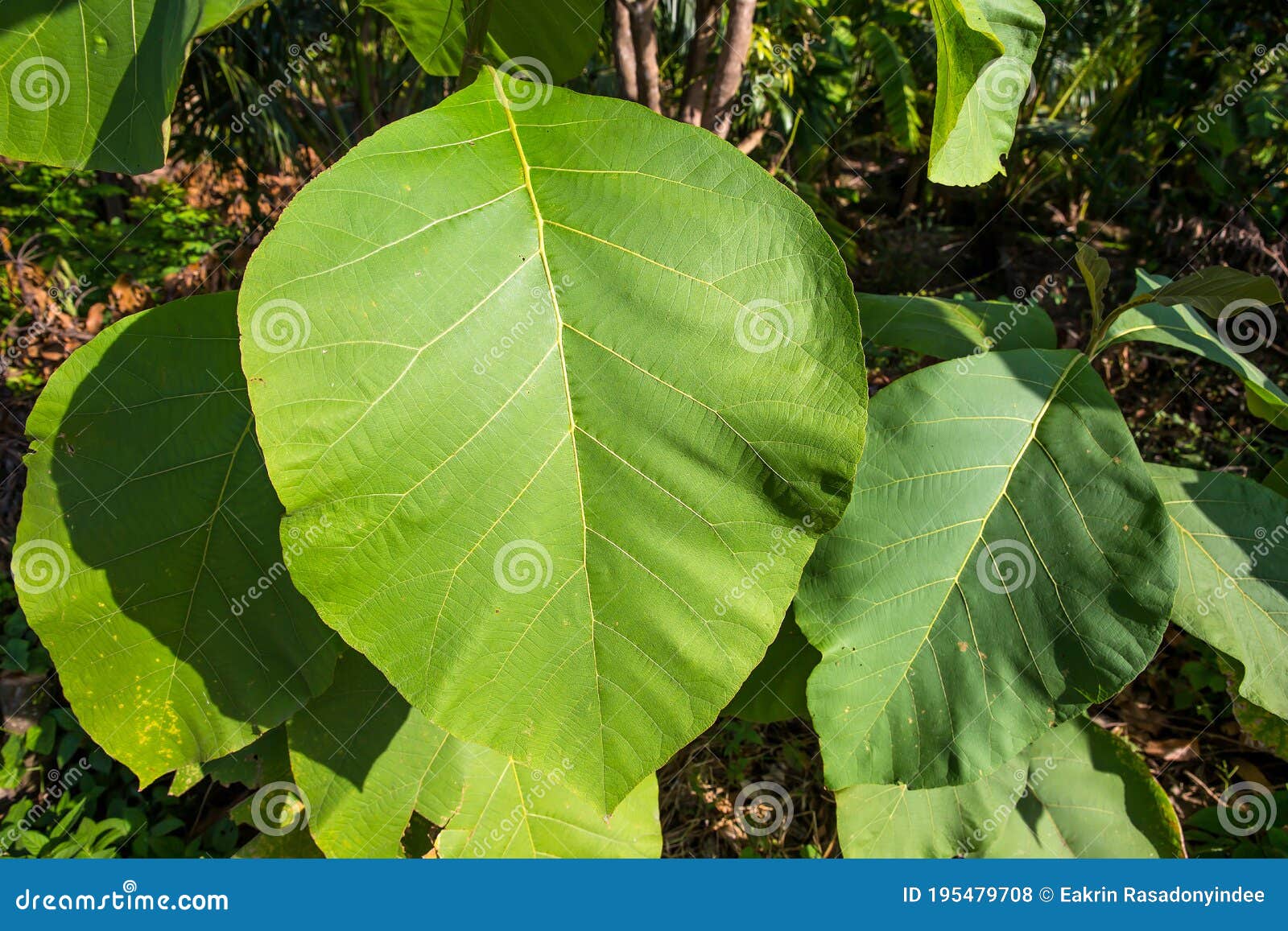 Close-up a Green Leaf of Teak Tree Stock Photo - Image of outdoor ...