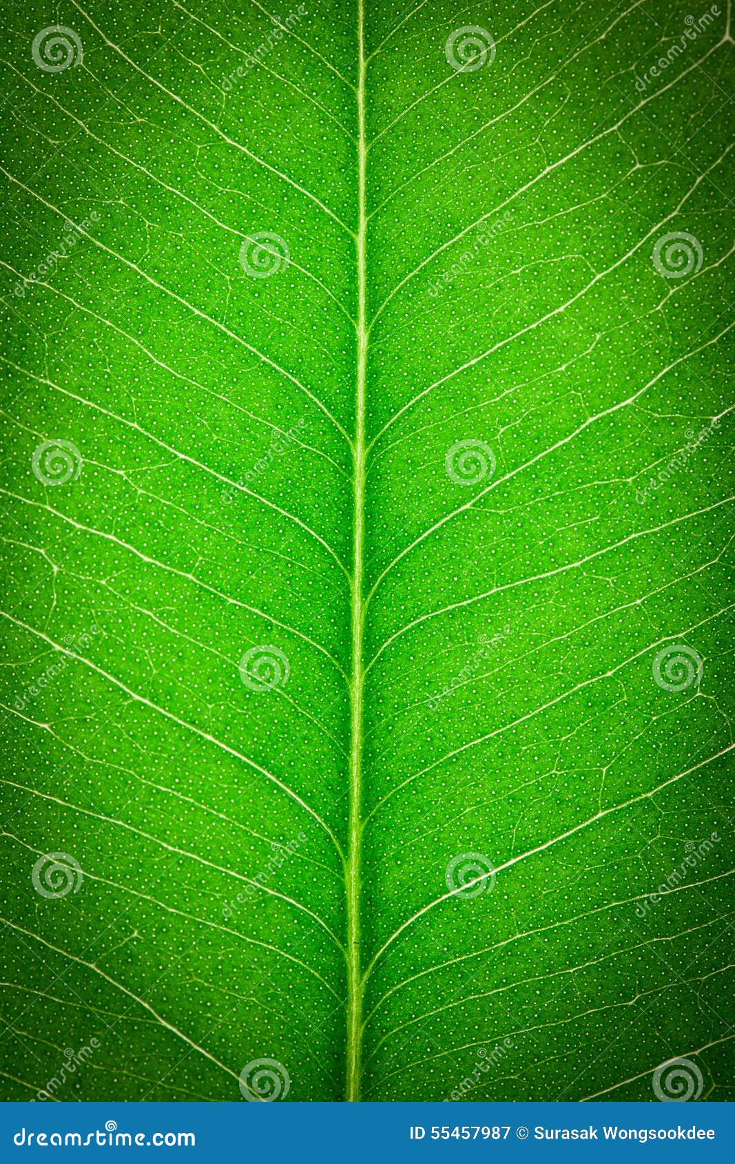 Close up of green leaf stock image. Image of botanical - 55457987