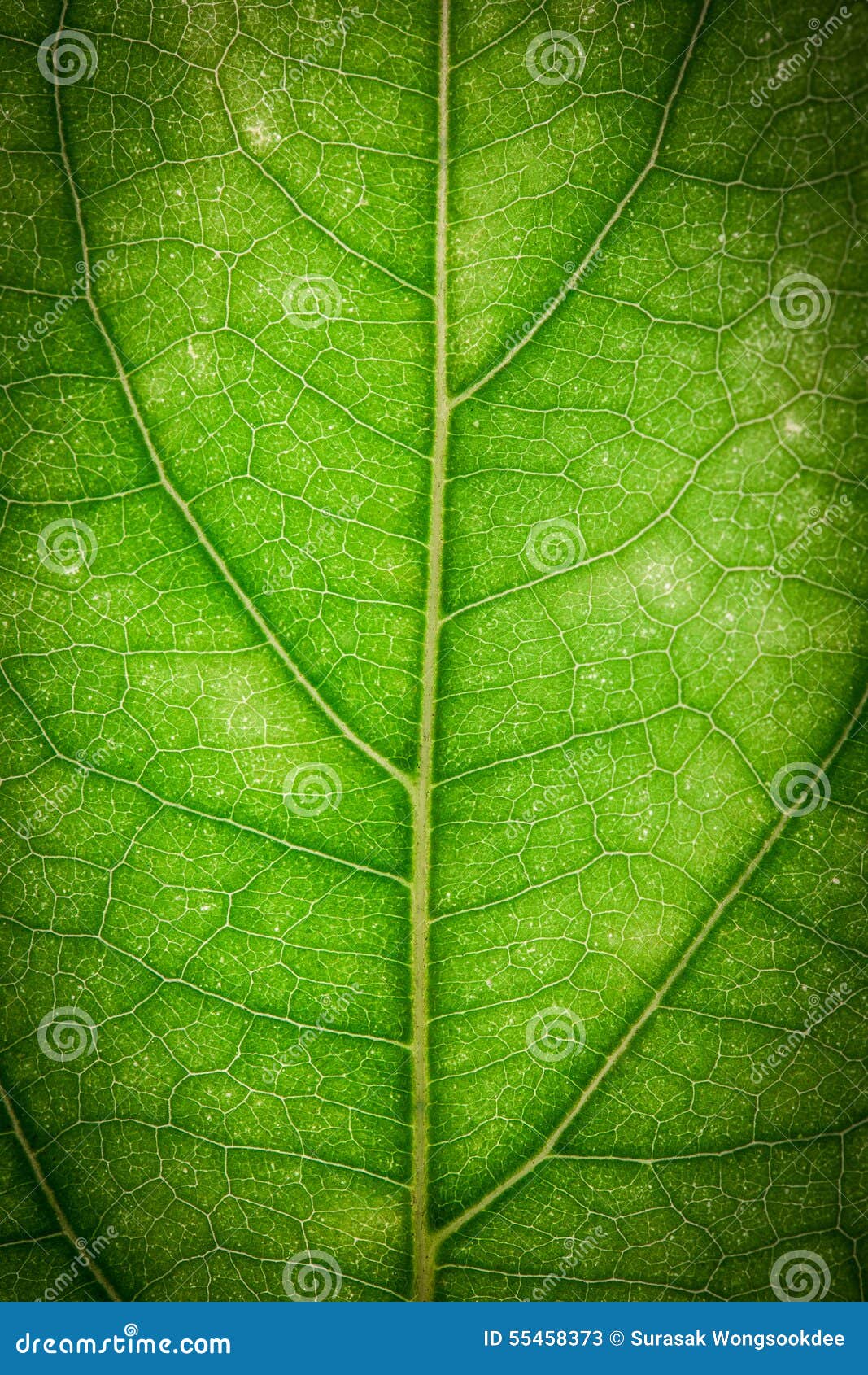 Close up of green leaf stock image. Image of macro, foliage - 55458373