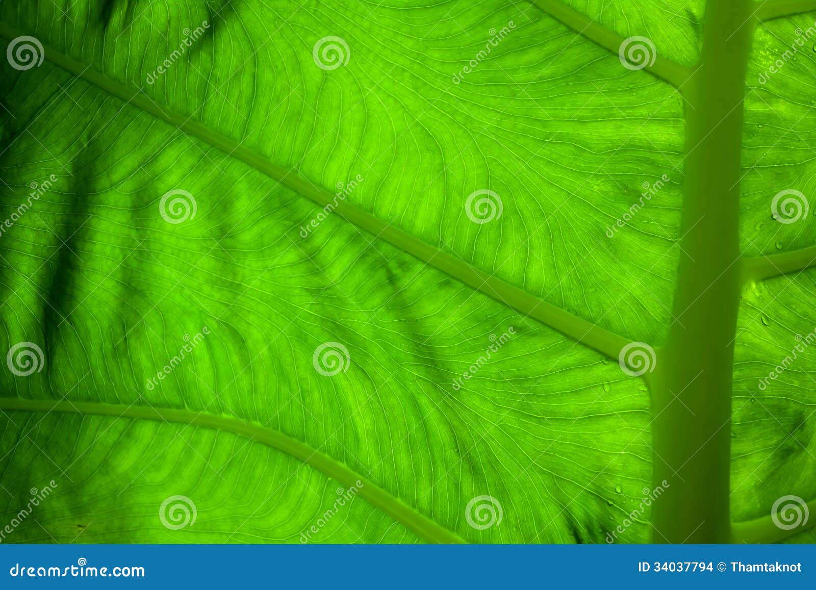 Close up green leaf stock photo. Image of nature, closeup - 34037794