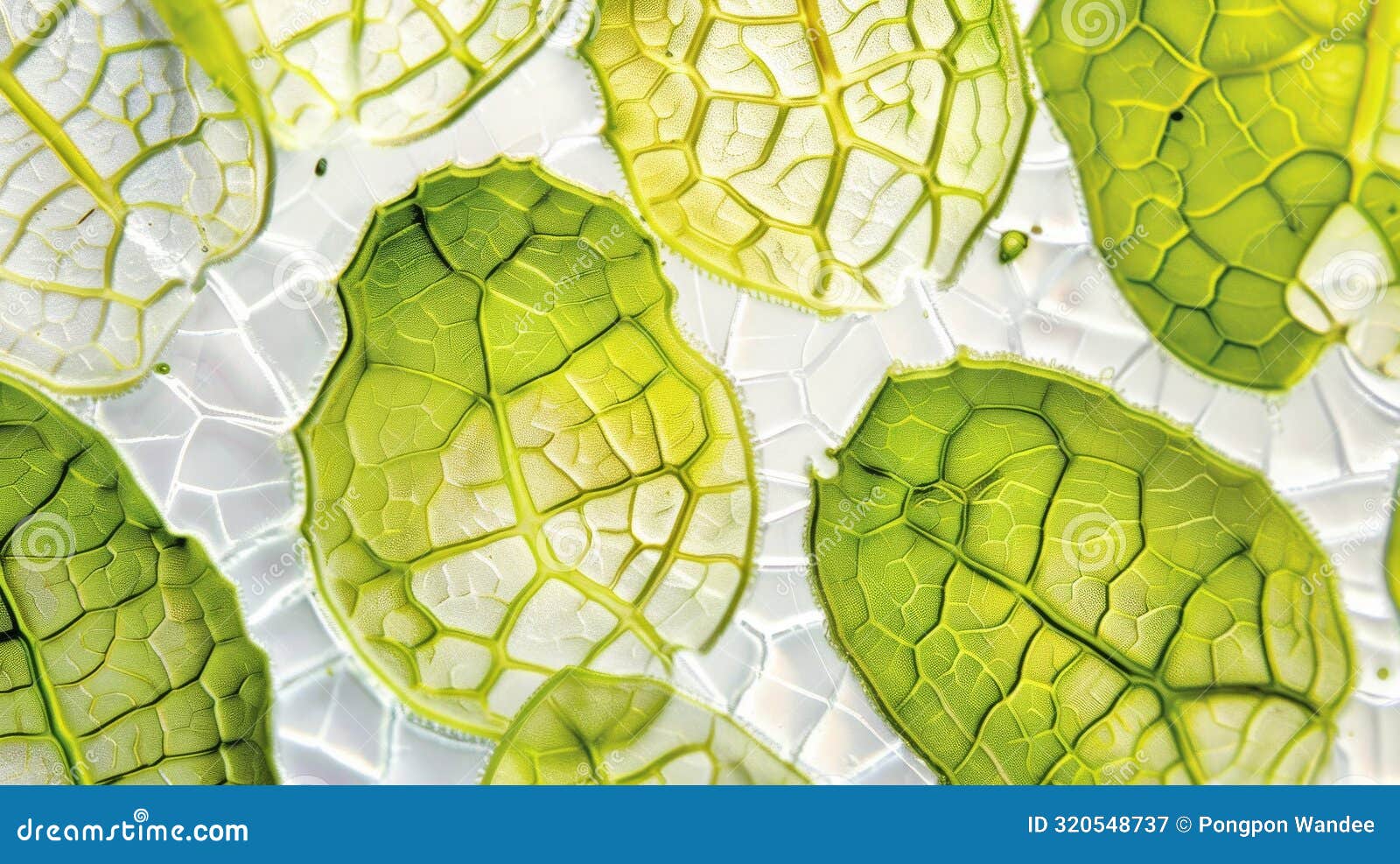 A Close-up of a Green Leaf Under a Microscope. the Leaf Has Veins and ...