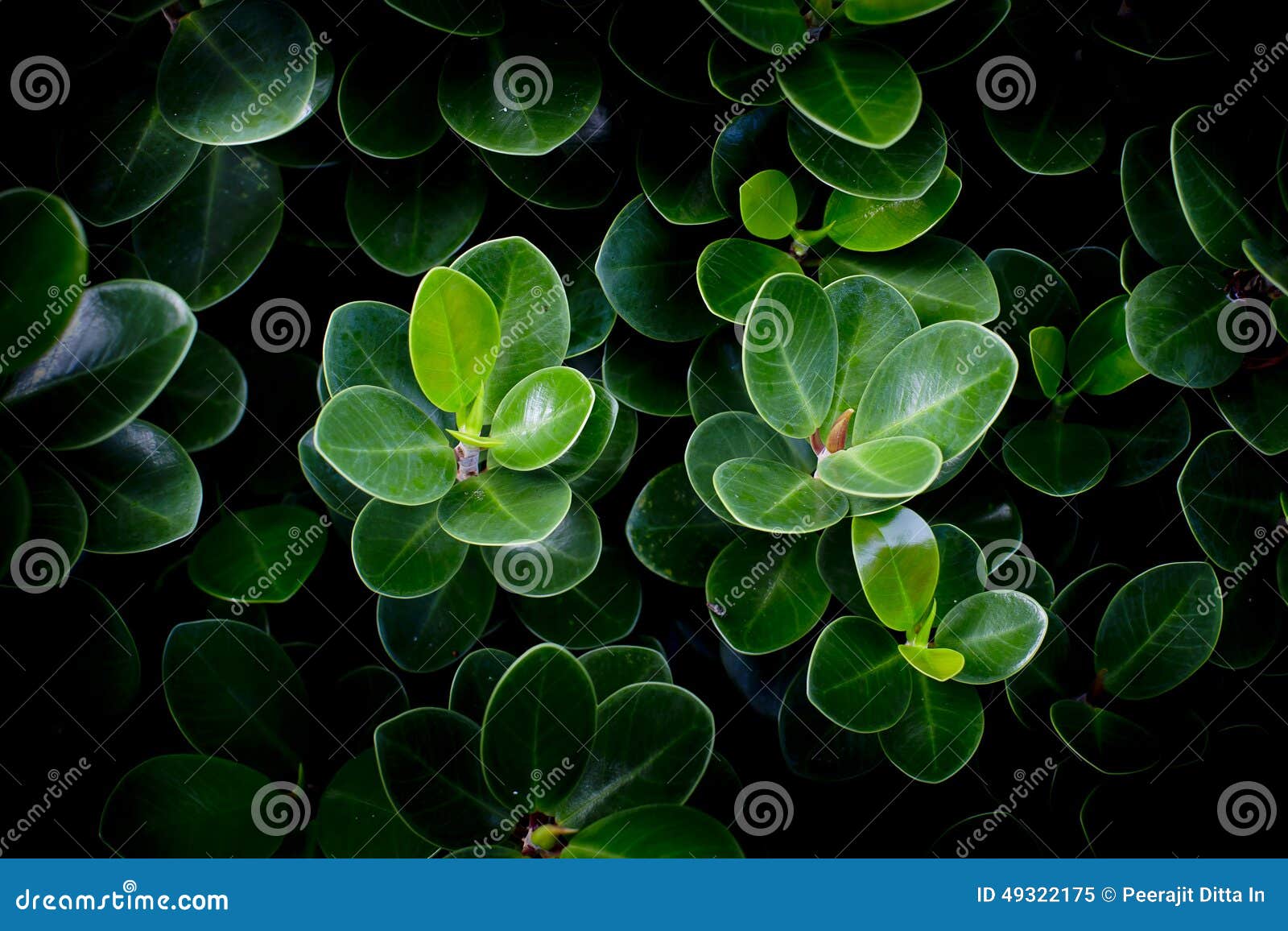 Close up of green leave stock image. Image of botanic - 49322175