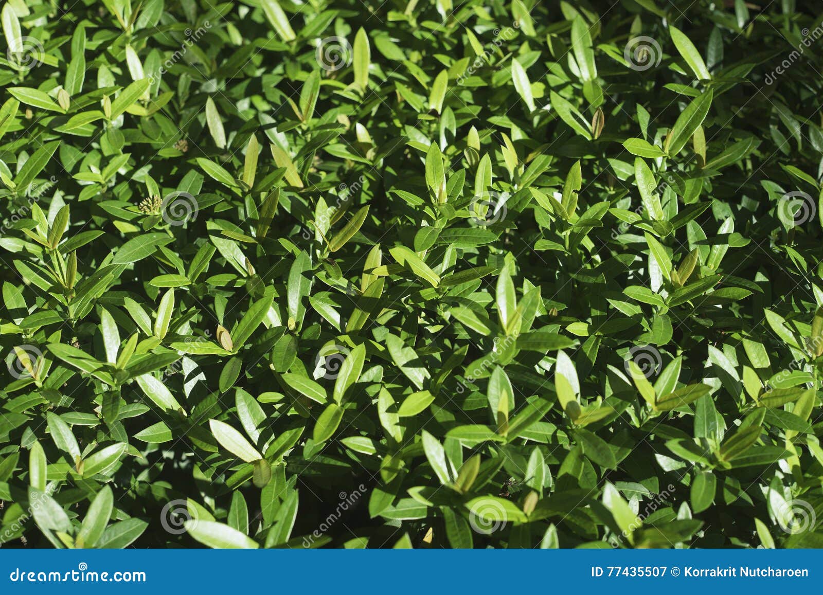 Close Up Green Leave of the Rubiaceae Tree for Texture or Background ...