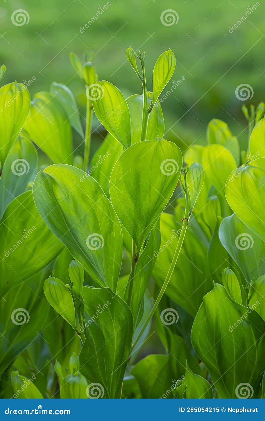 Close Up Green Leaves of Acacia Mangium Tree Stock Image - Image of ...