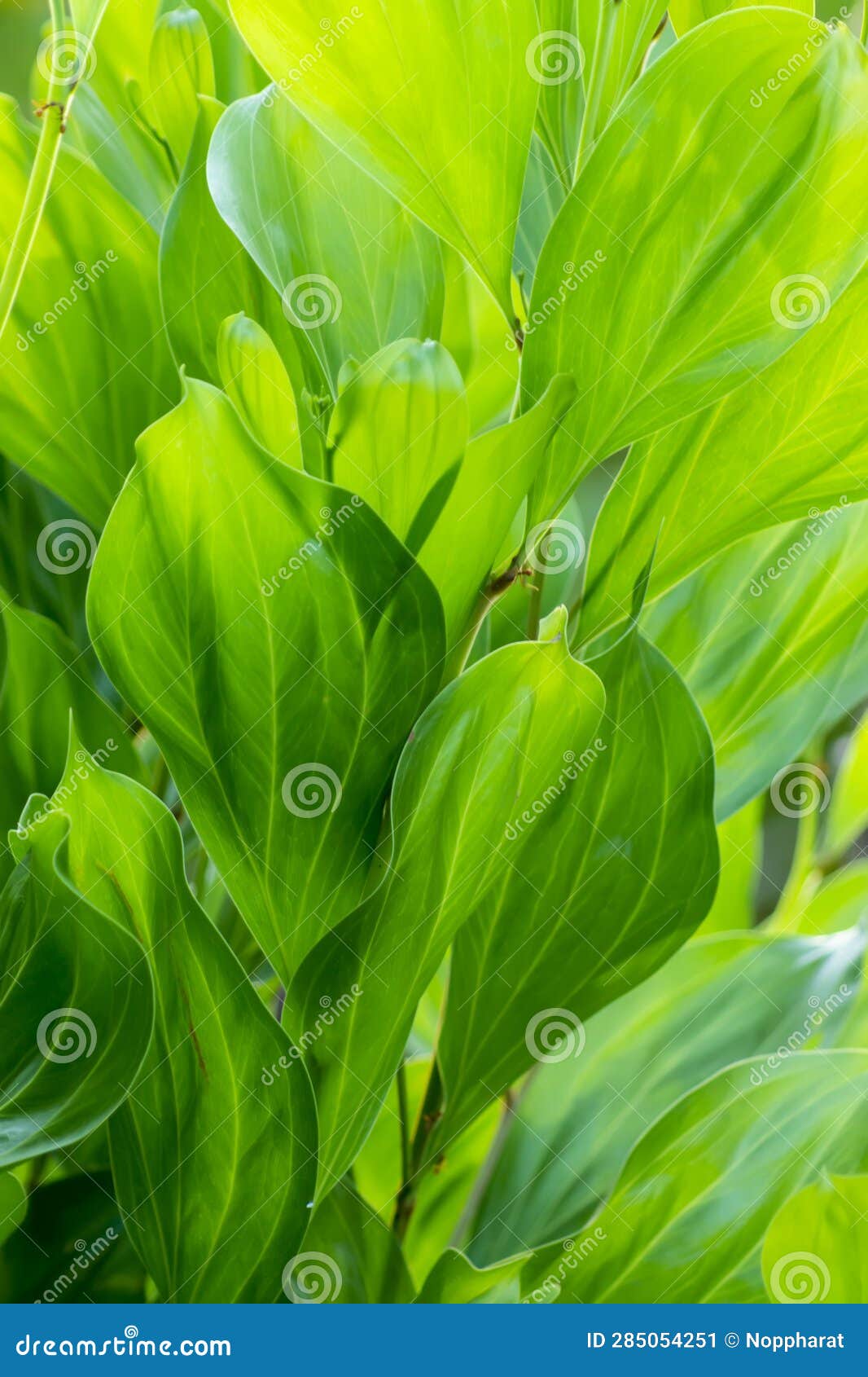 Close Up Green Leaves of Acacia Mangium Tree Stock Image - Image of ...
