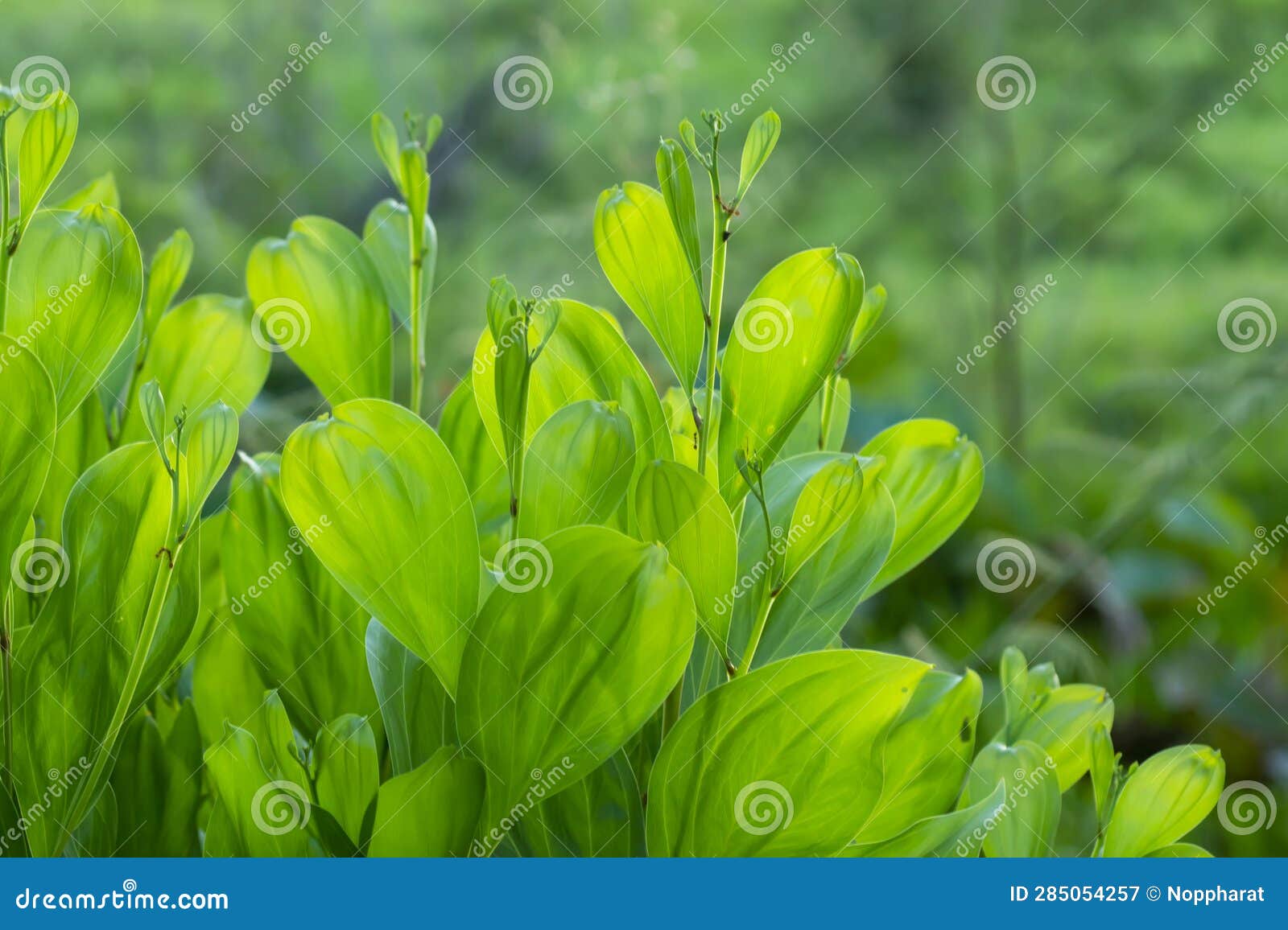 Close Up Green Leaves of Acacia Mangium Tree Stock Image - Image of ...