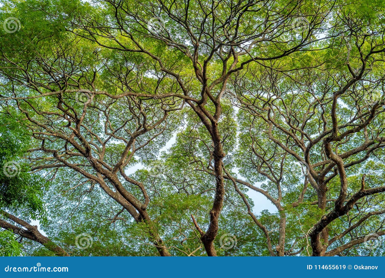Crown of Big Green Tree Close Stock Image - Image of branches ...