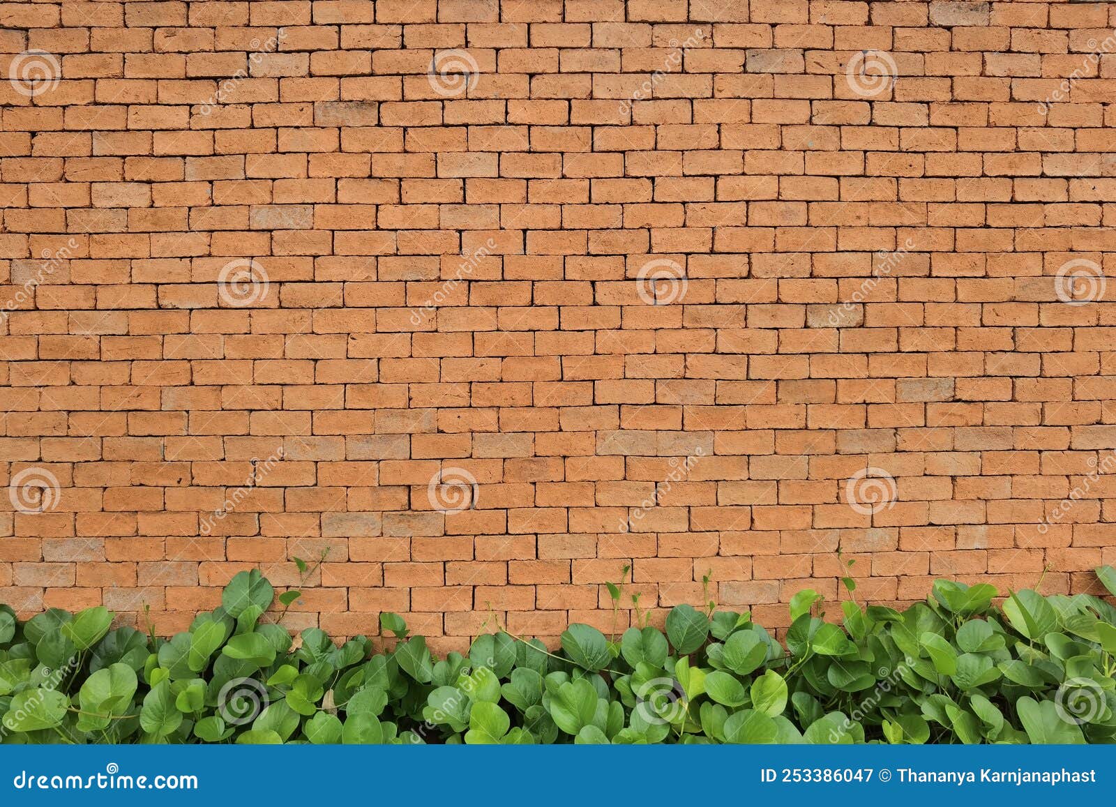 Close Up of Green Leaves on Brick Wall Stock Image - Image of structure ...