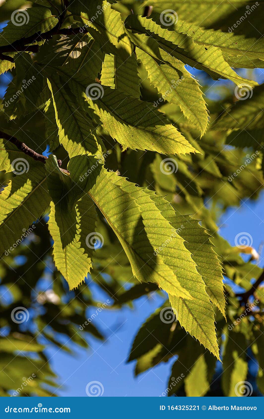 Green Leaves of a Chestnut Tree Stock Image - Image of green, nature ...