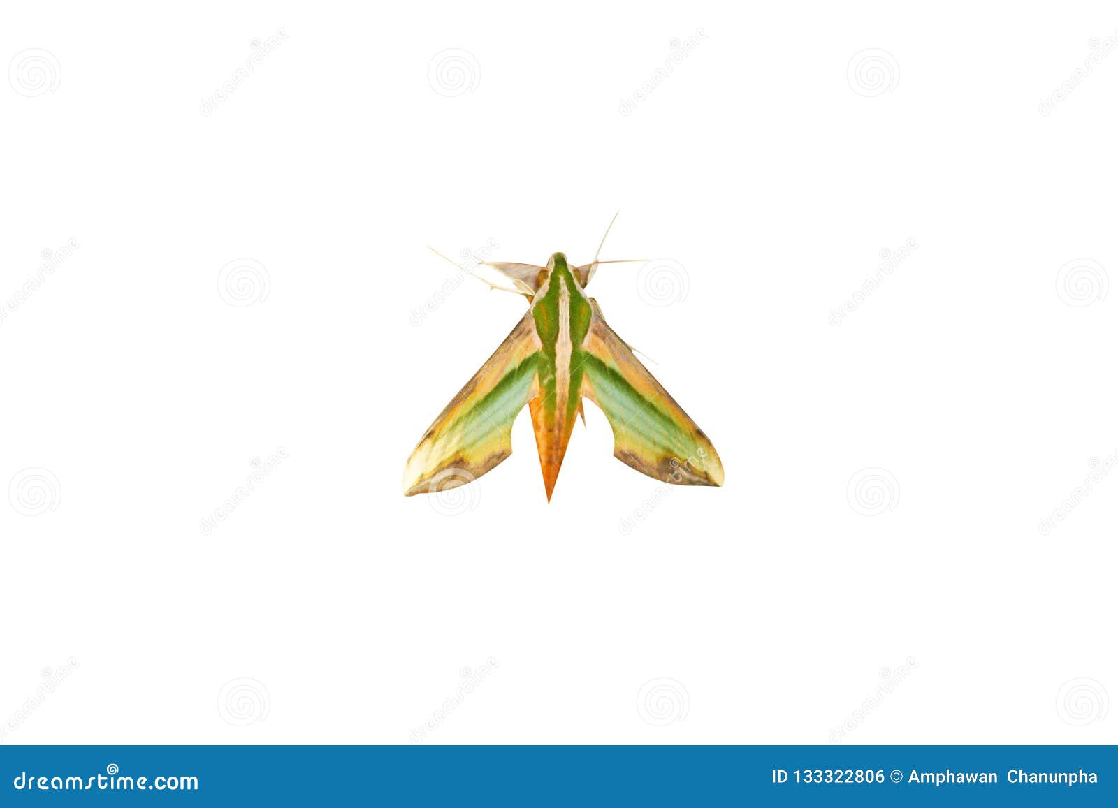 Green Leaves Insects Isolated on White Background Stock Photo - Image ...