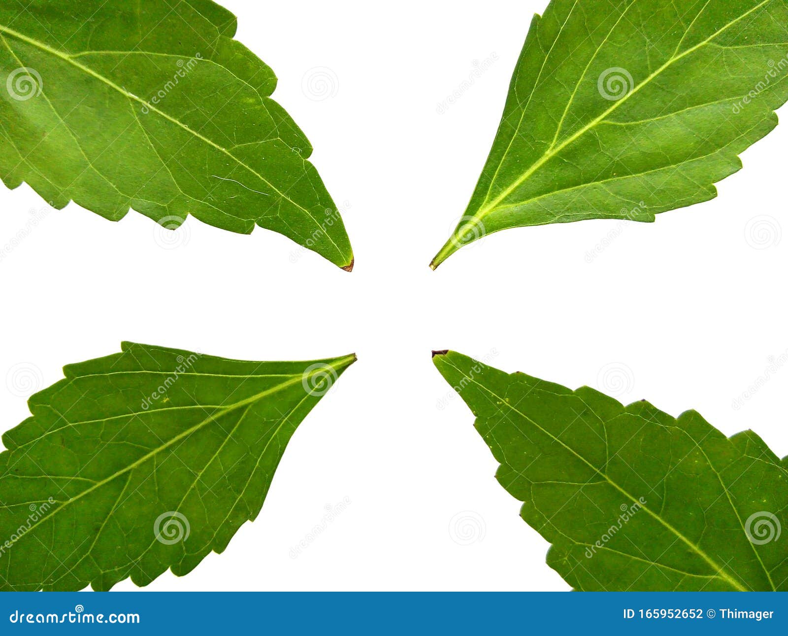 Java Tea or Cat`s Whiskers Leaves. Stock Photo - Image of abstract ...