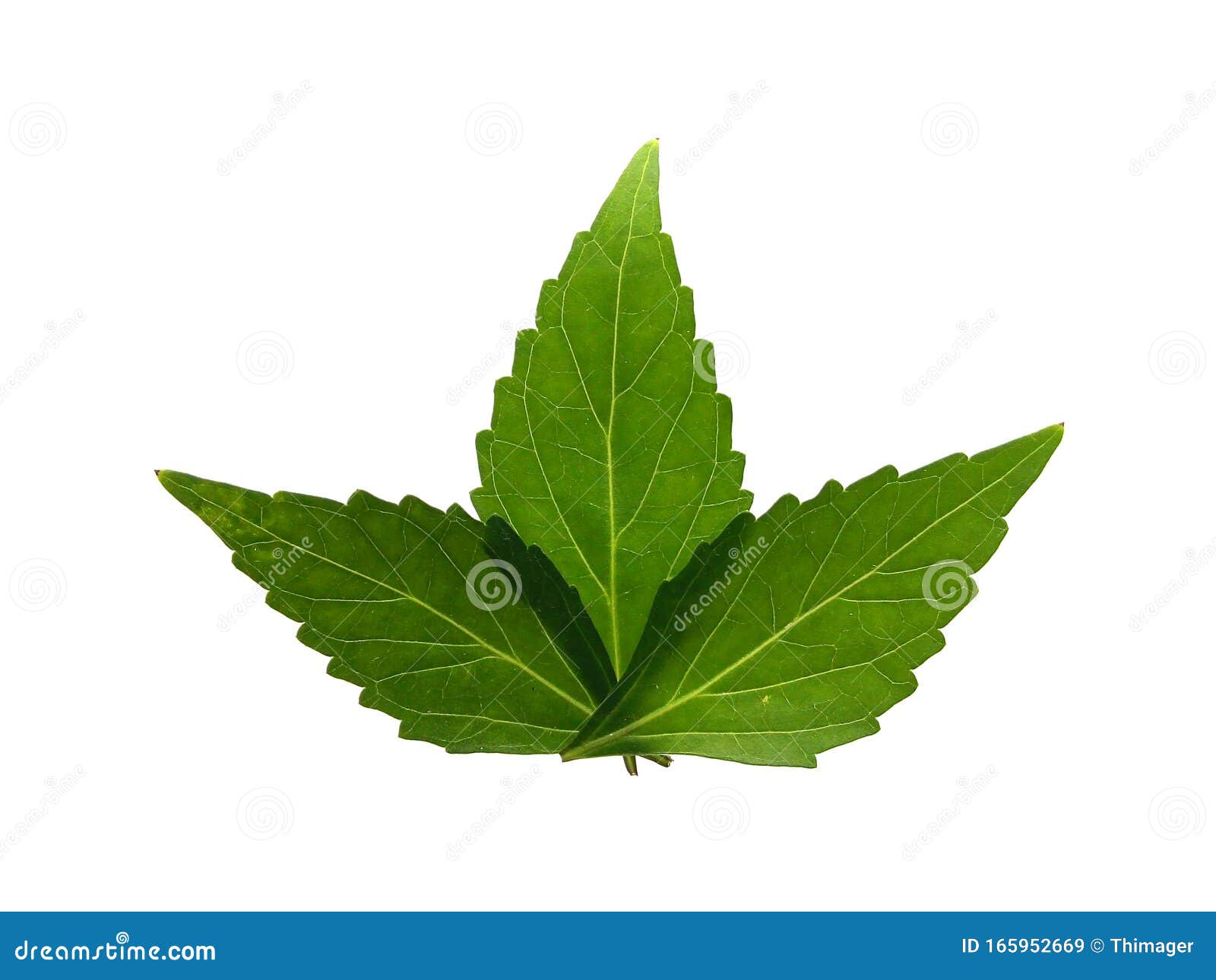 Java Tea or Cat`s Whiskers Leaves. Stock Image - Image of green ...