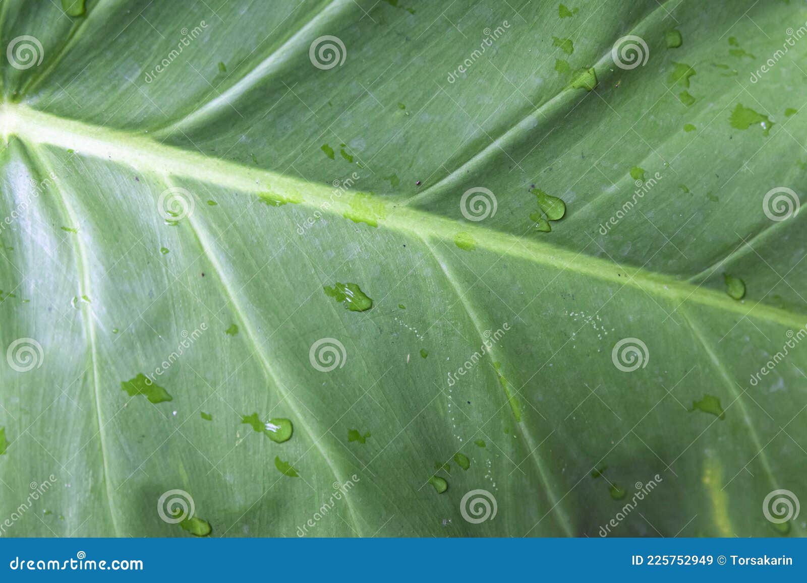 Green Leaves Nature Background. Nature Background of Tree Leaves ...