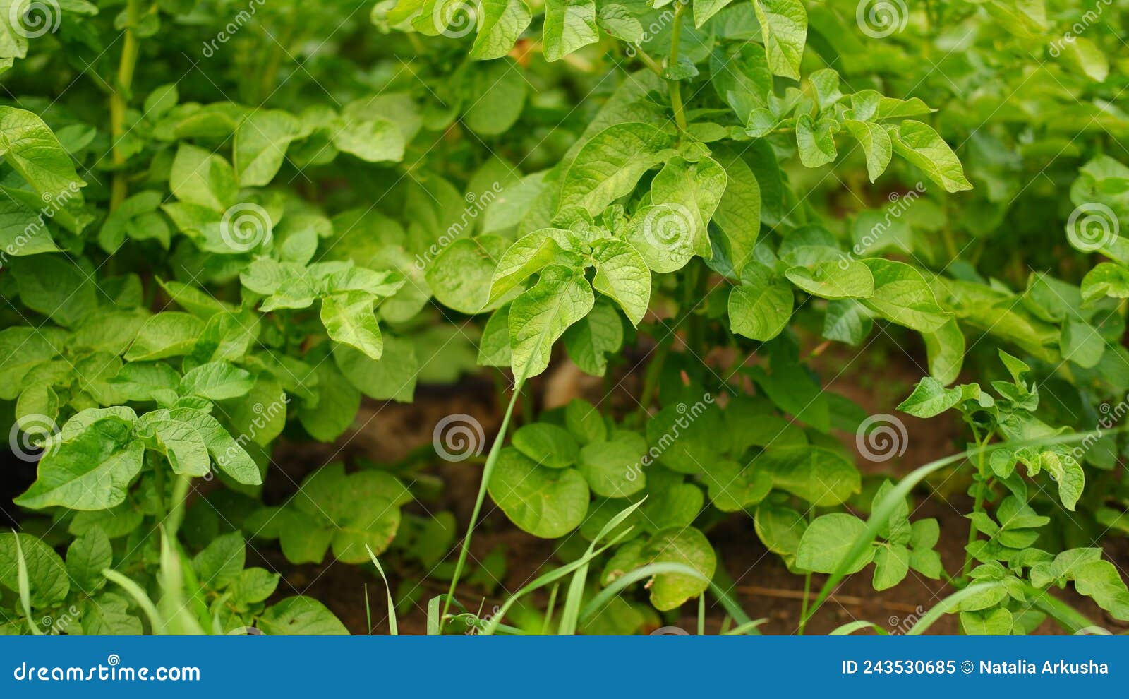 Close Up of a Green Leaves Potato Field Stock Image - Image of summer ...