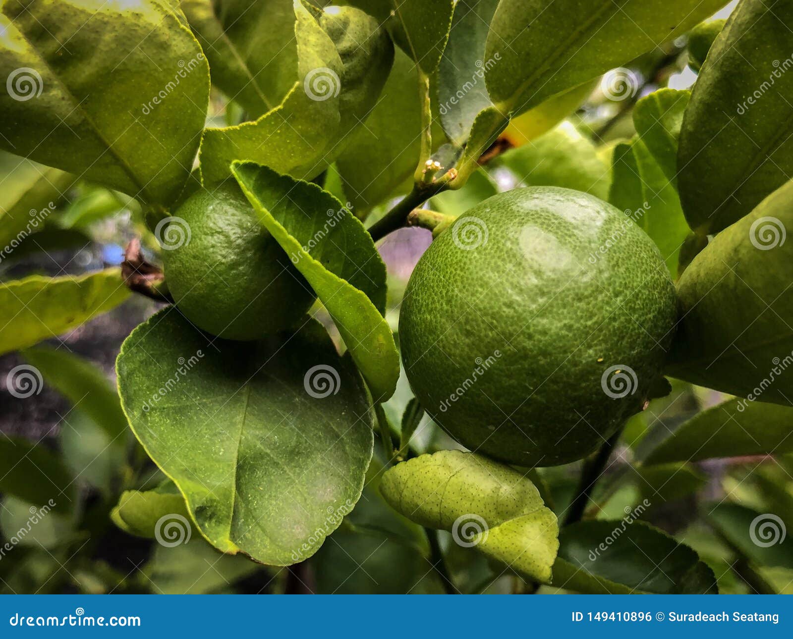Close-up of Green Lemon Fruit Stock Photo - Image of background ...