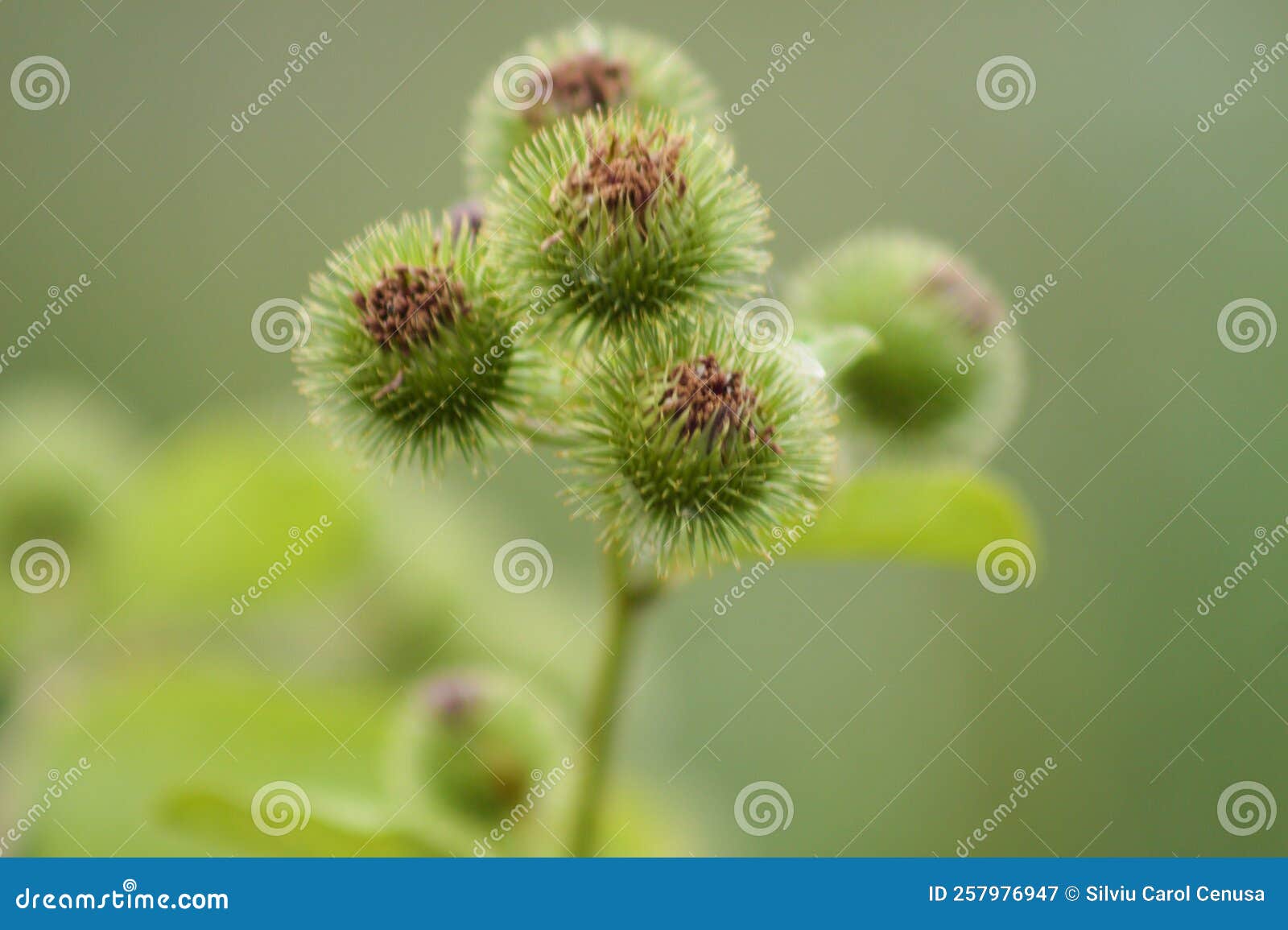 Closeup of Green Lesser Burdock Seeds with Blurred Background Stock ...