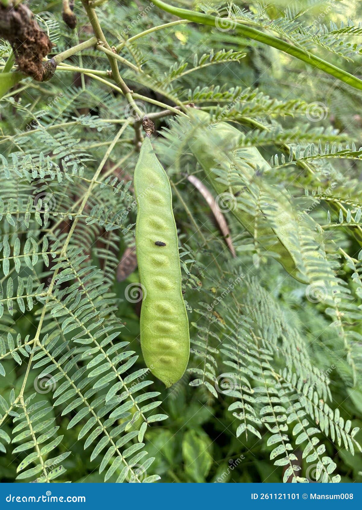 Green Leucaena Glauca Leaves of a Tree Stock Image - Image of plant ...