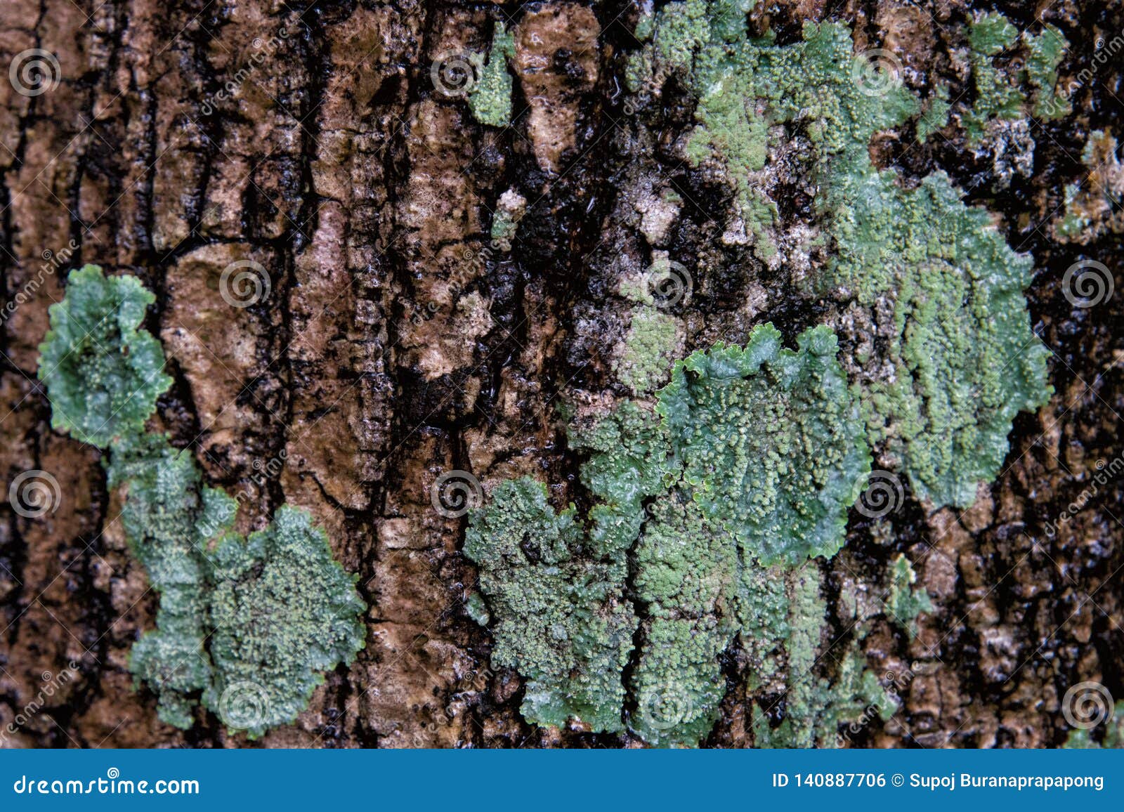 Close Up Green Liken Texture Surface the Tree Bark Selective Focus ...