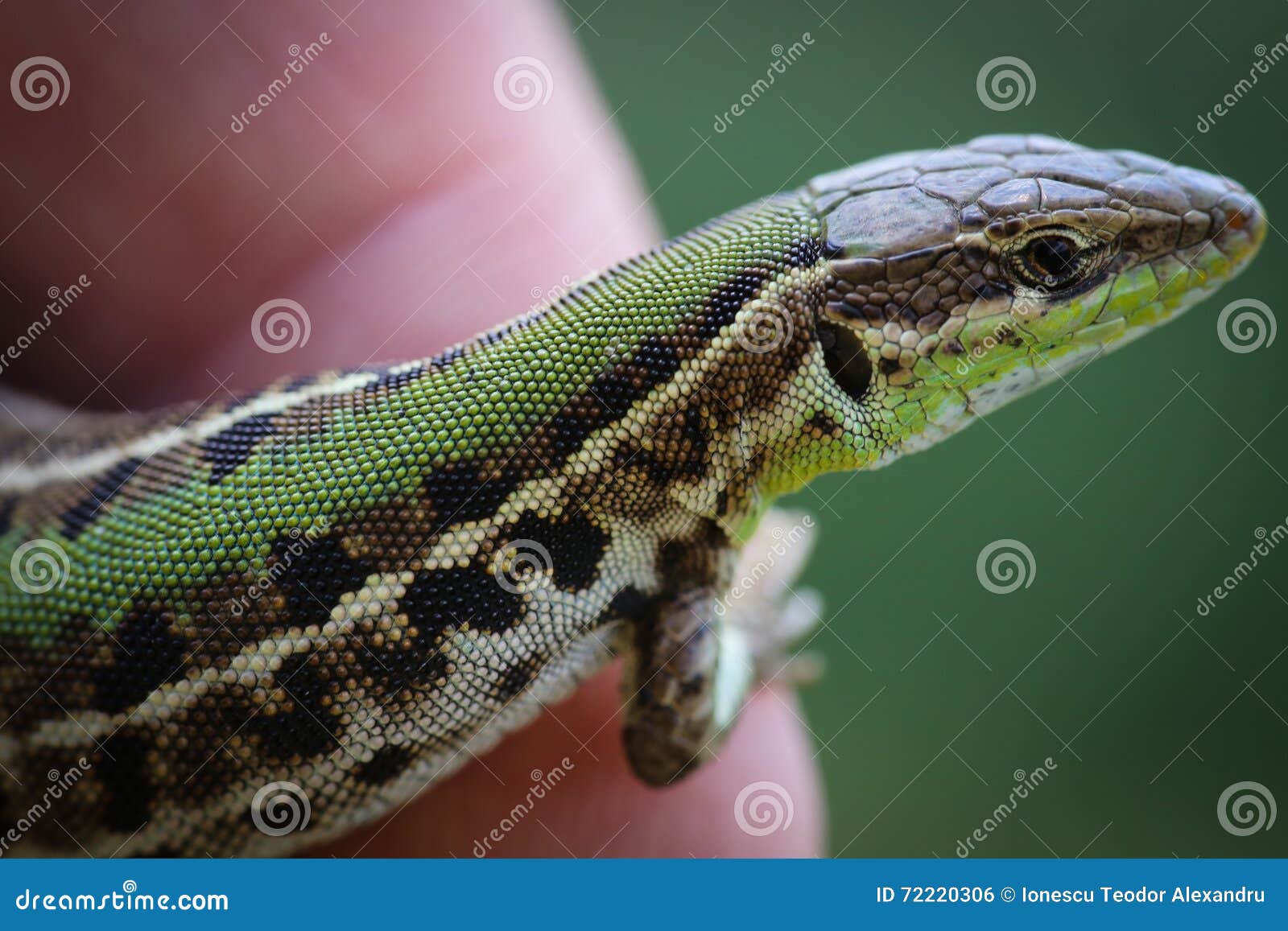 Close Up with Green Lizard on a Finger Stock Photo - Image of animal ...