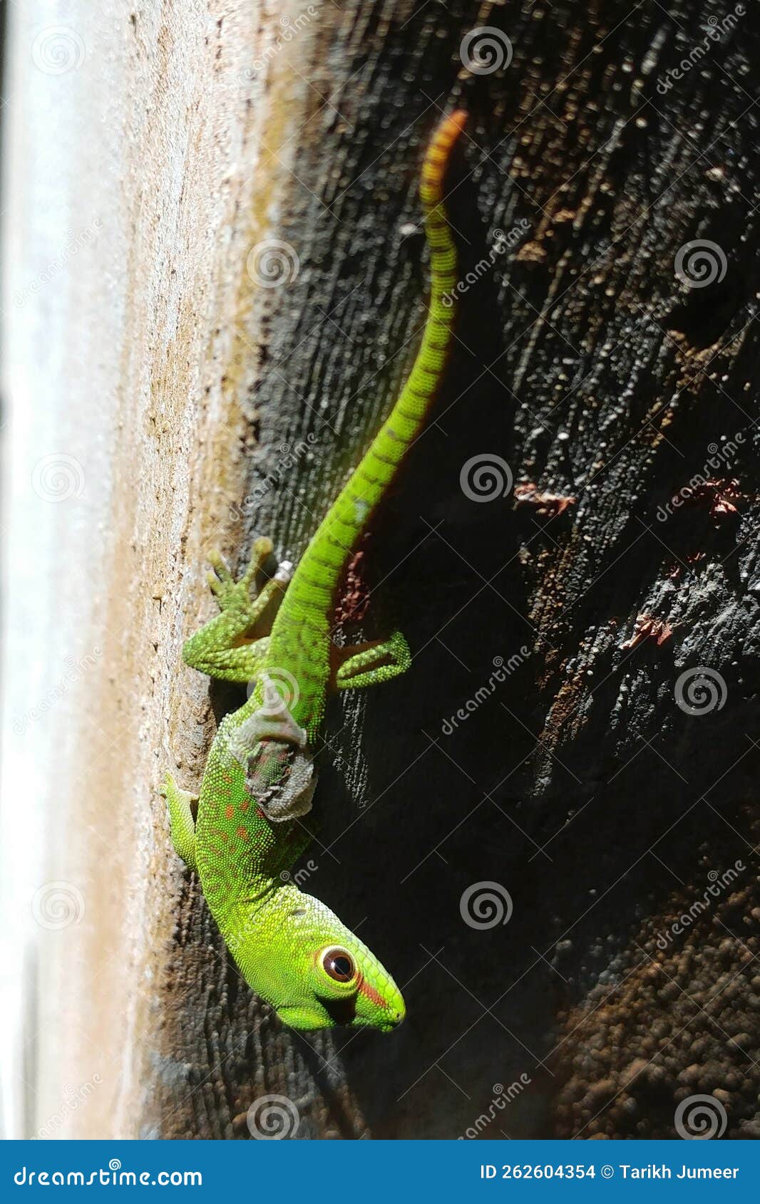 Close-up of a Green Lizard Vertically on Concrete Wall Stock Photo ...