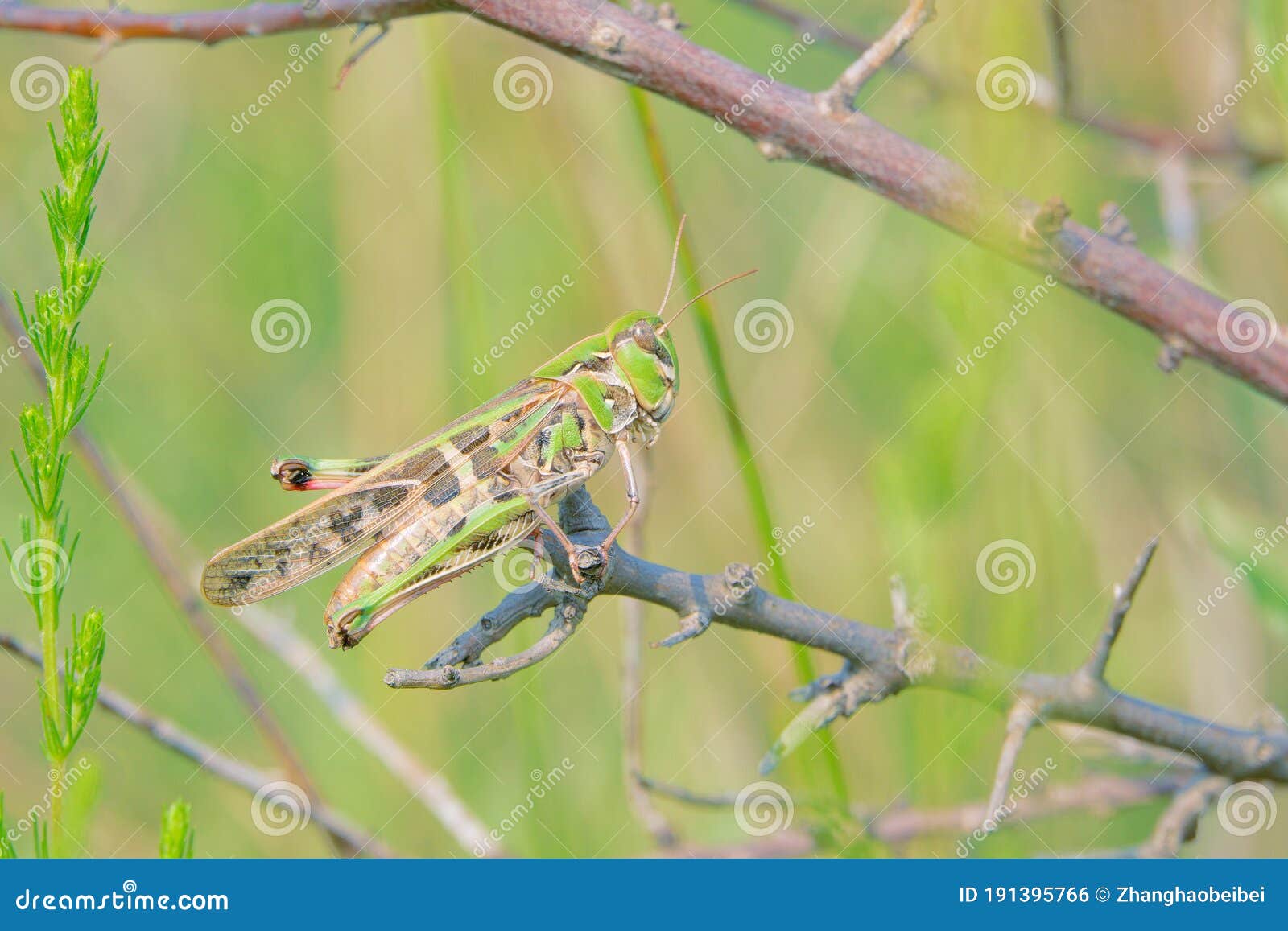 Green locust stock photo. Image of locusts, grass, animal - 191395766