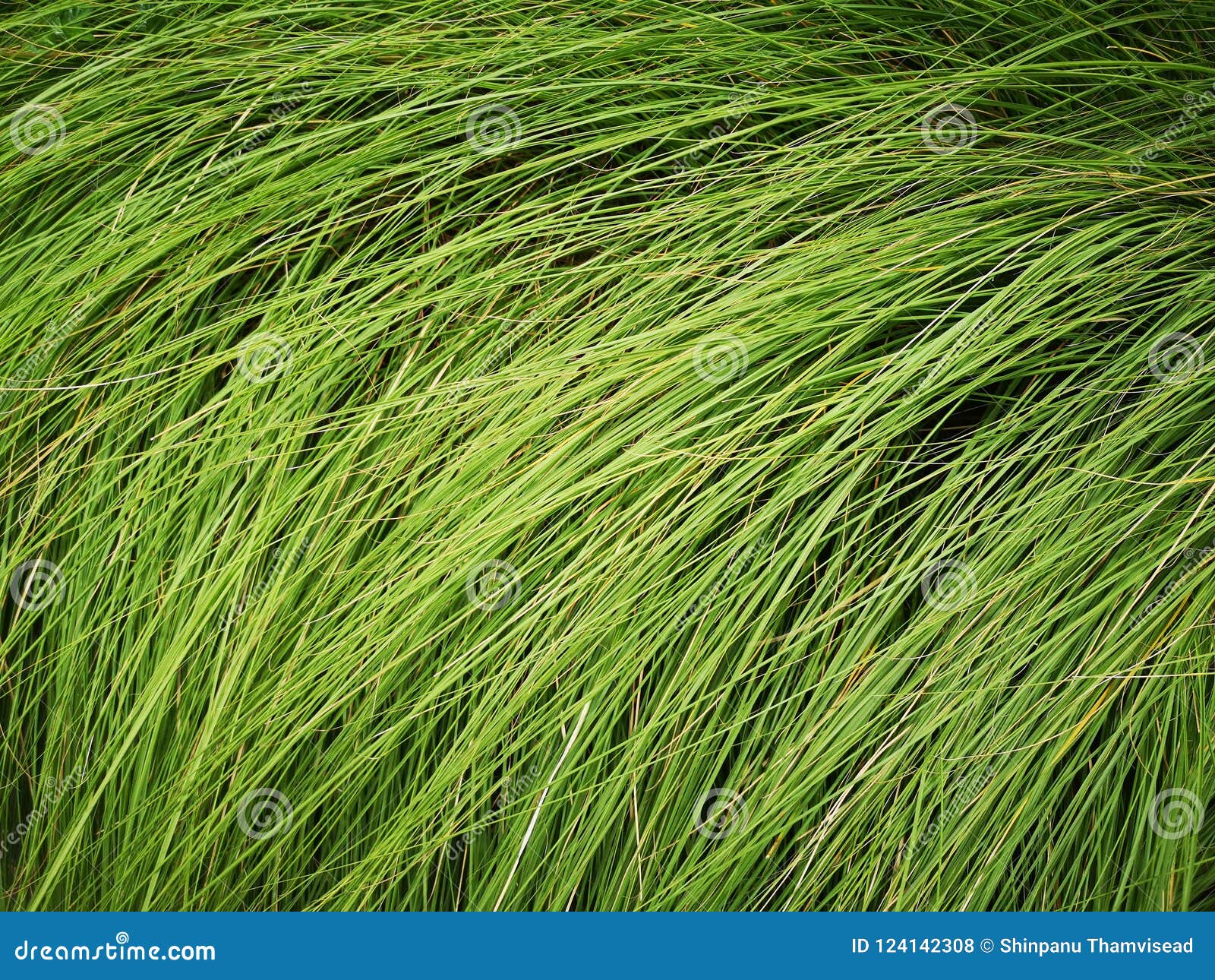 Close Up Green Long Grass Background Stock Photo - Image of field ...