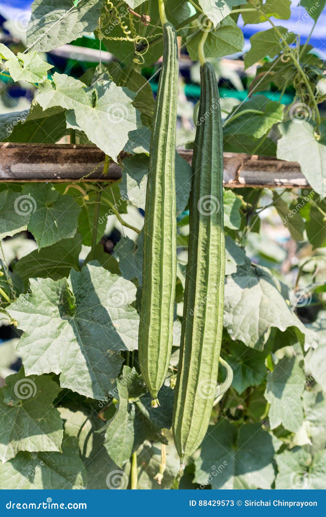Close Up of Green Luffa in Farm Stock Image - Image of green, wood ...
