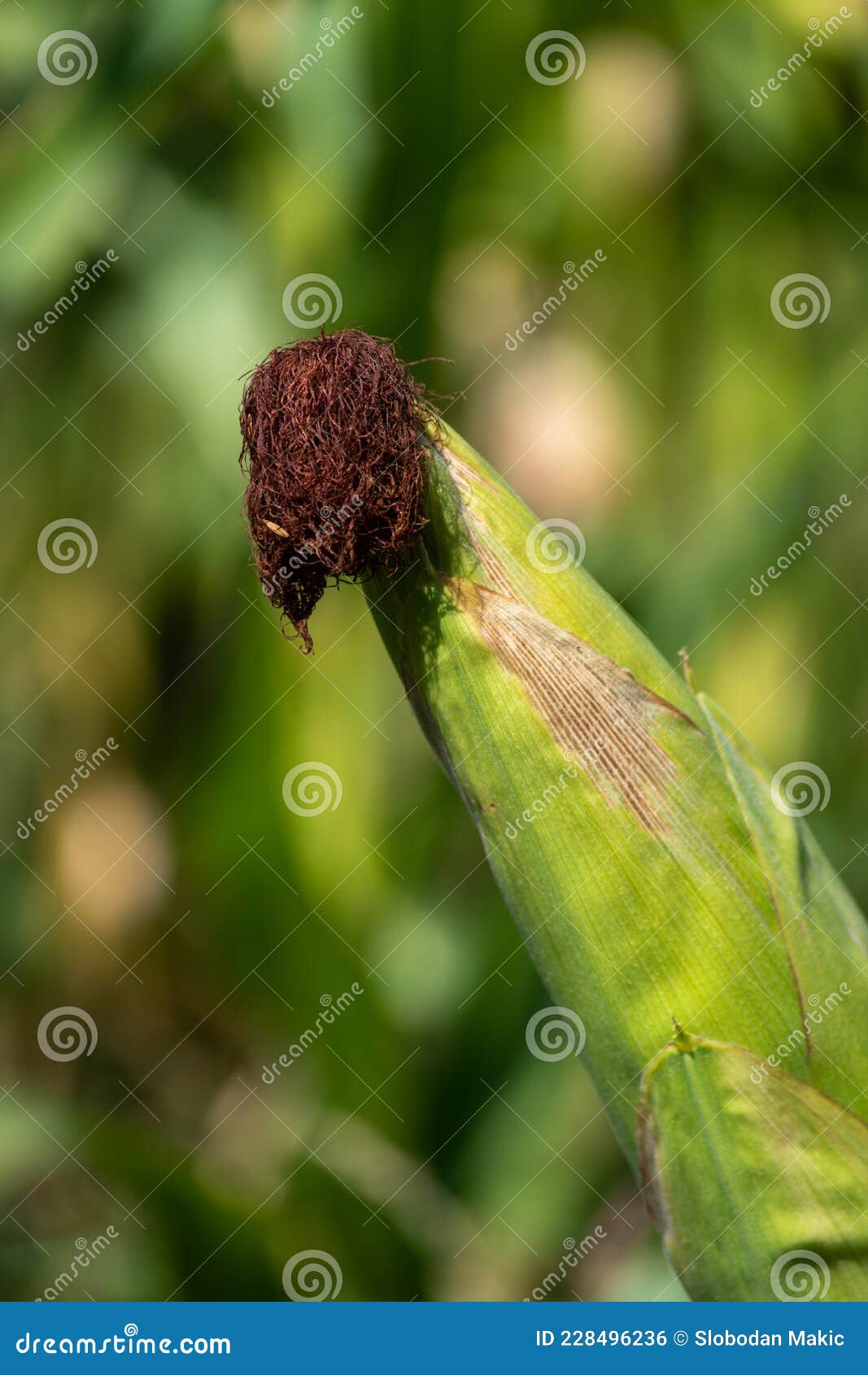 Close Up of Green Maize Ear with Silk Isolated in Maize Field Stock ...