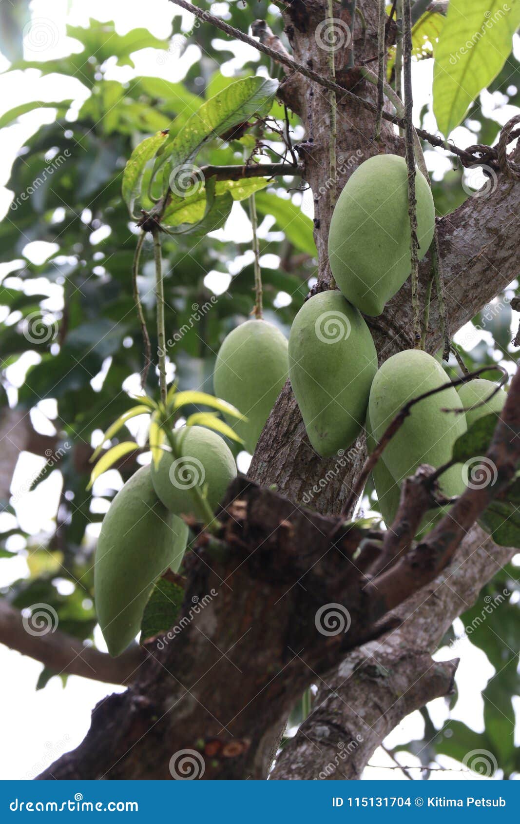 Close Up Green Mango on Tree Stock Photo - Image of green, tree: 115131704
