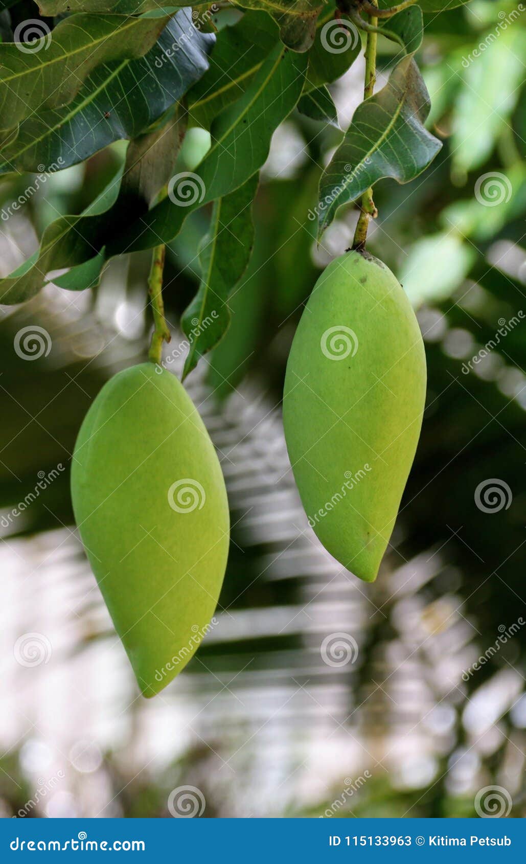 Close Up Green Mango on Tree Stock Image - Image of fresh, blue: 115133963