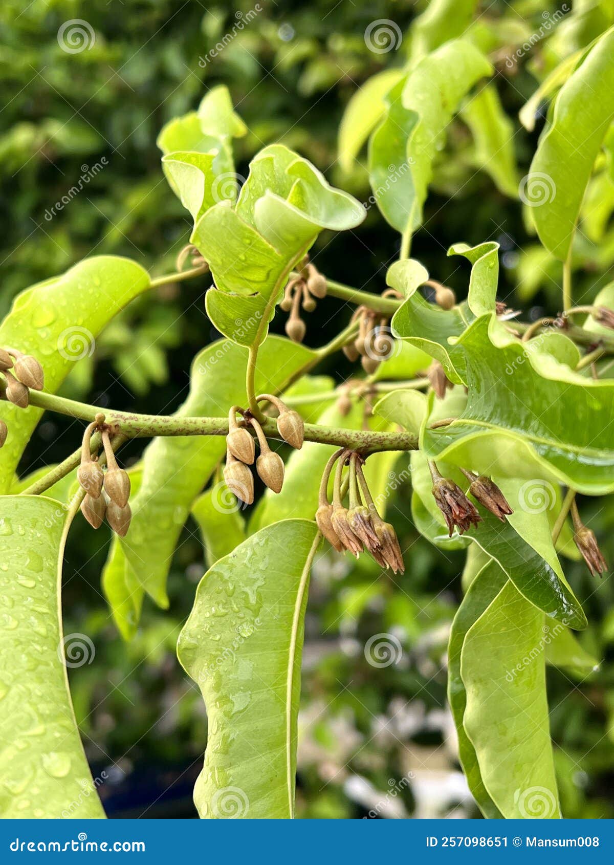 Green Mimusops Elengi Leaves of a Tree Stock Image - Image of healthy ...