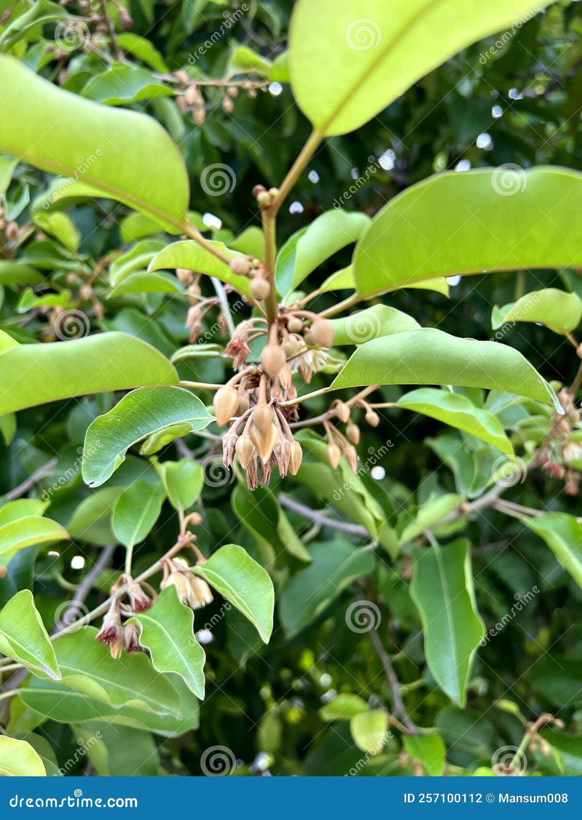 Green Mimusops Elengi Leaves of a Tree Stock Photo - Image of herbal ...
