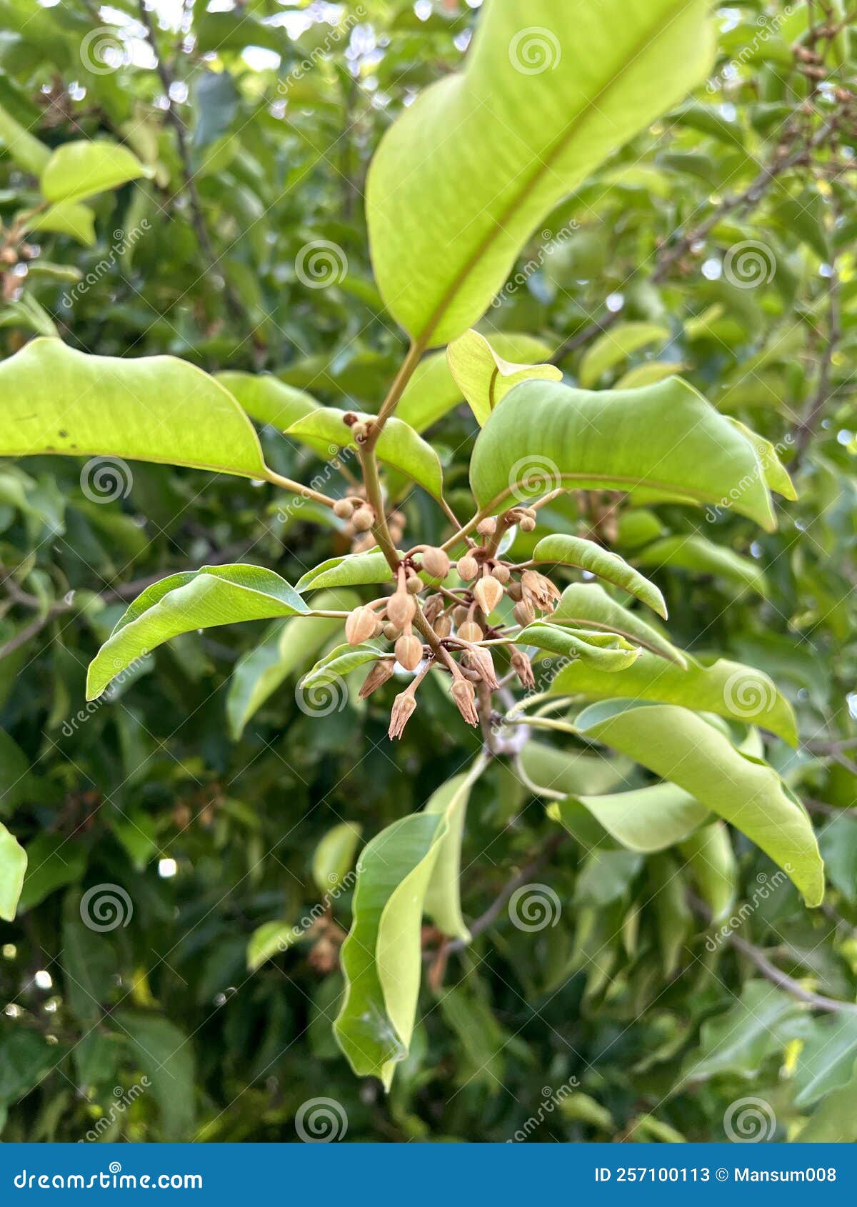Green Mimusops Elengi Leaves of a Tree Stock Image - Image of foliage ...