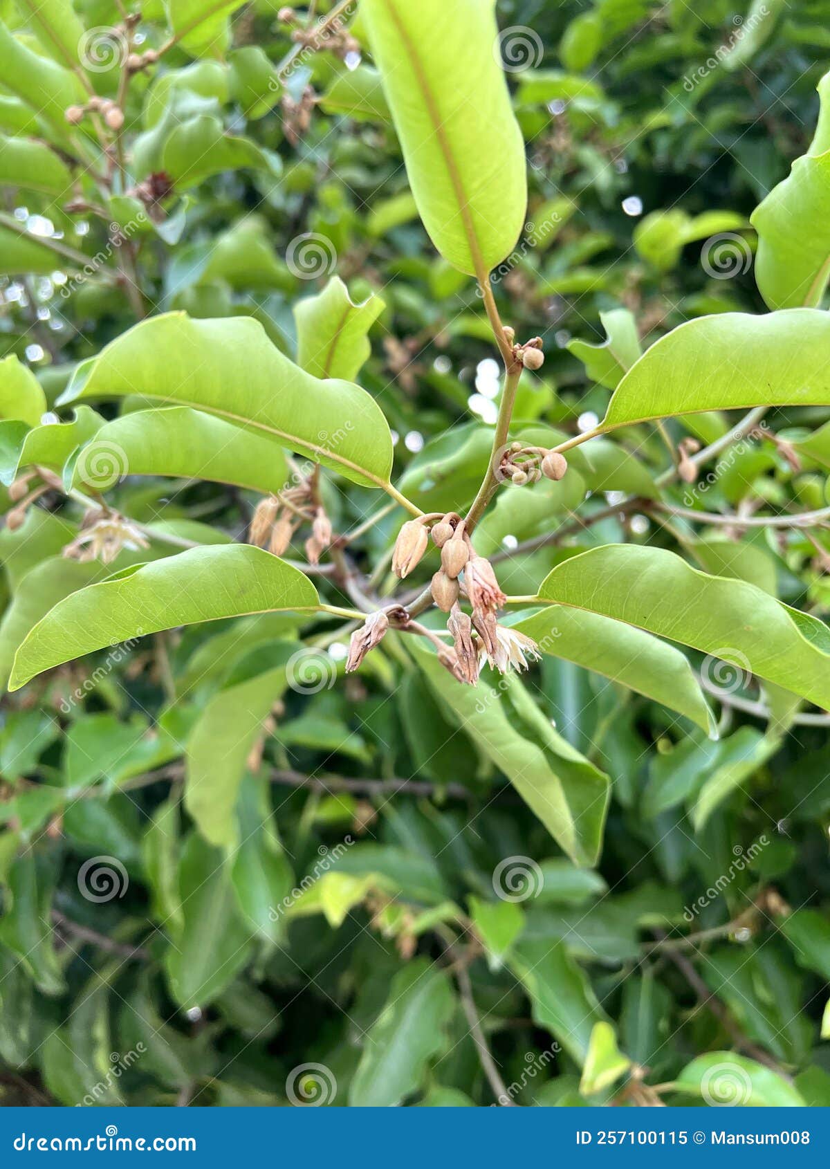 Green Mimusops Elengi Leaves of a Tree Stock Image - Image of healthy ...