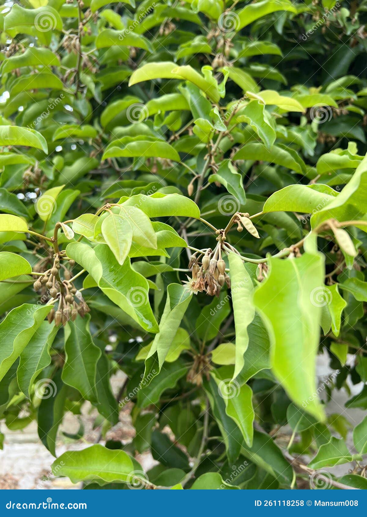 Green Mimusops Elengi Leaves of a Tree Stock Photo - Image of growth ...