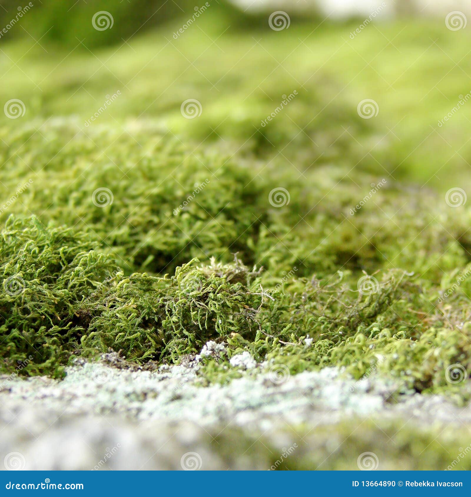 Close up of green moss stock photo. Image of dirty, surface - 13664890