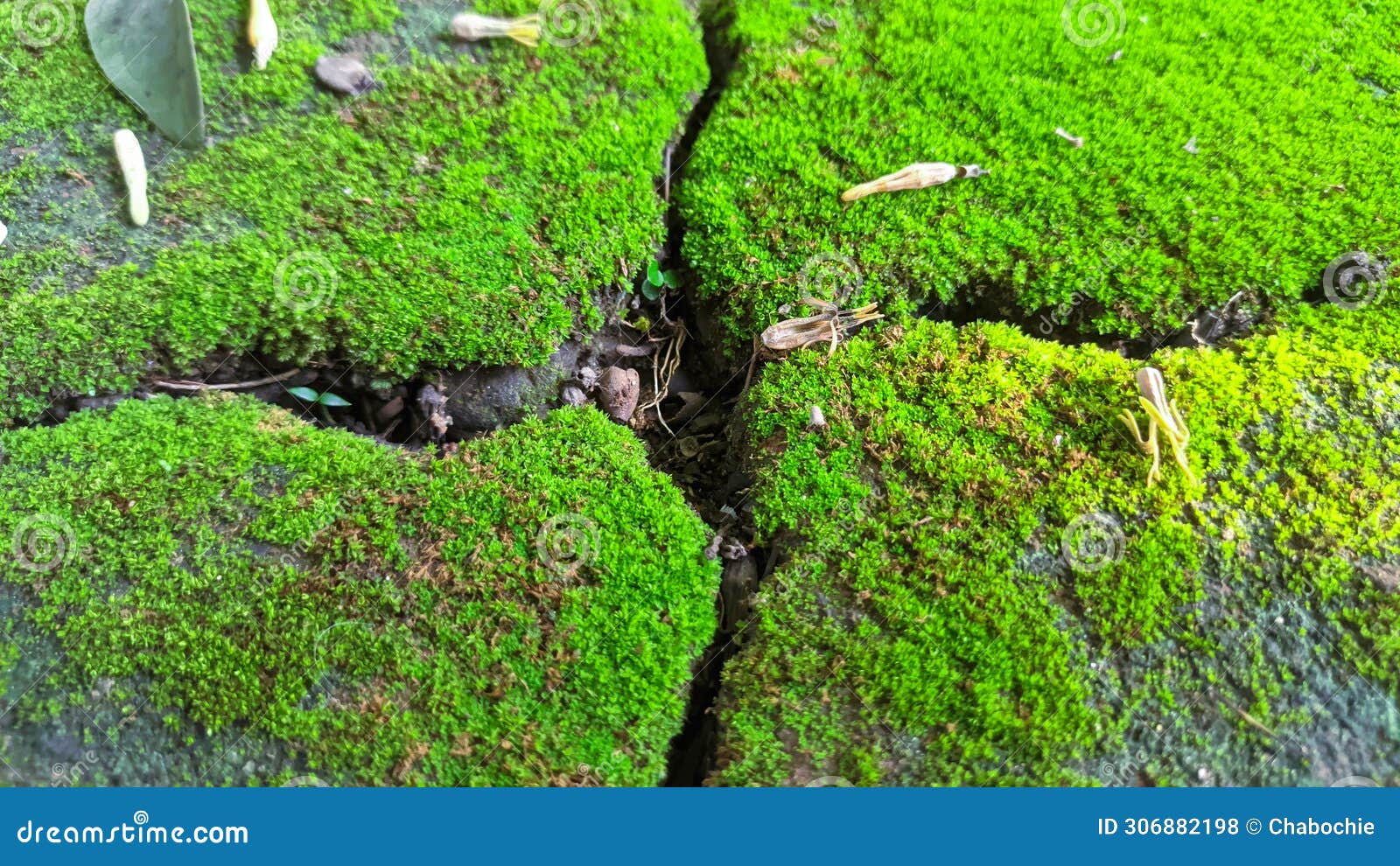 Close Up Green Moss Grows on the Surface of Paving Blocks in the Front ...