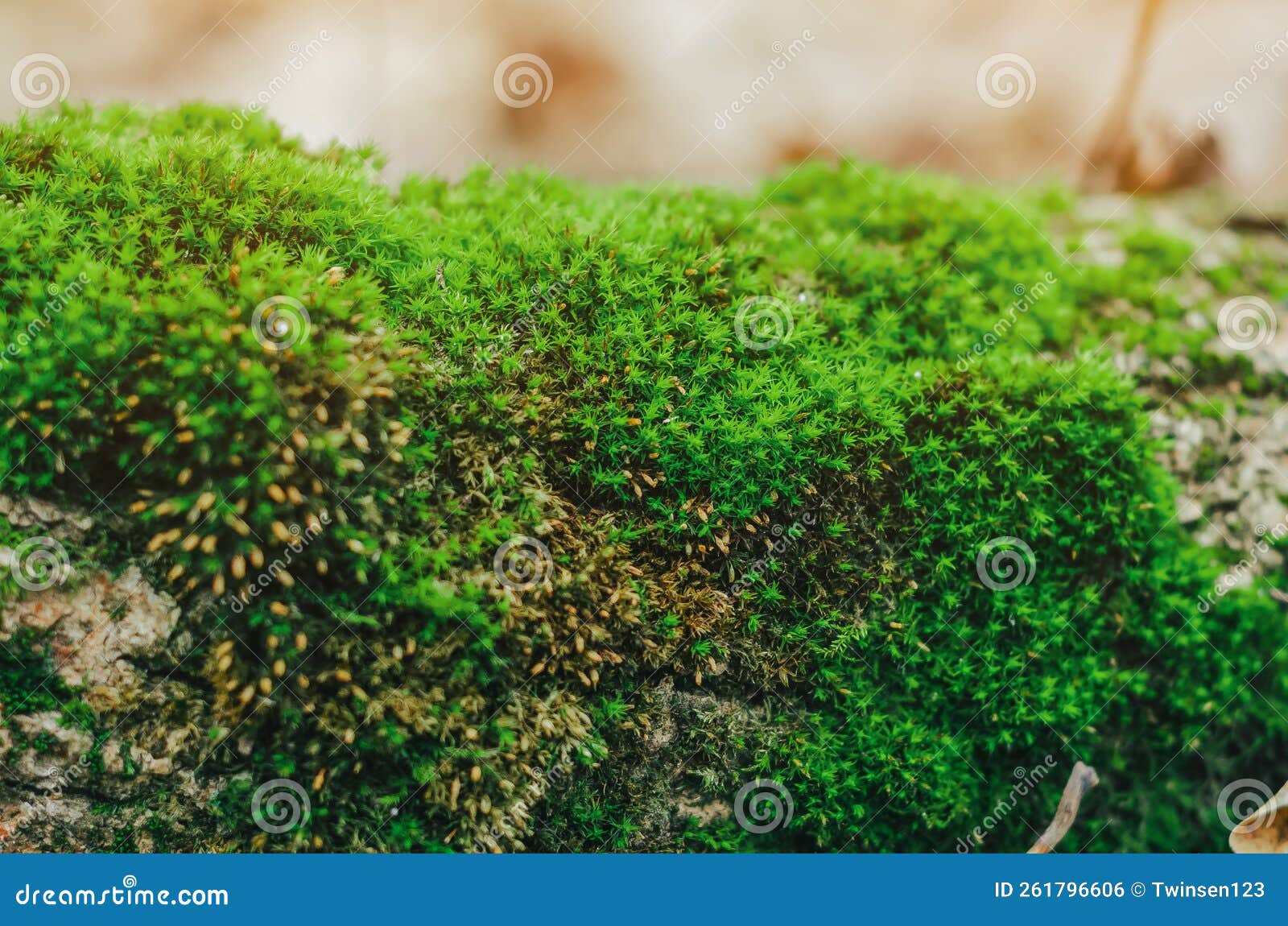 Close-up Green Moss. Modern Eco Friendly Decor Made of Colored ...