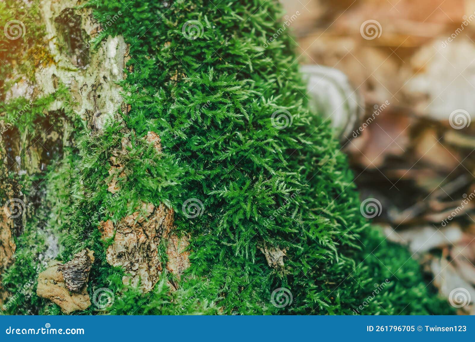 Close-up Green Moss. Modern Eco Friendly Decor Made of Colored ...