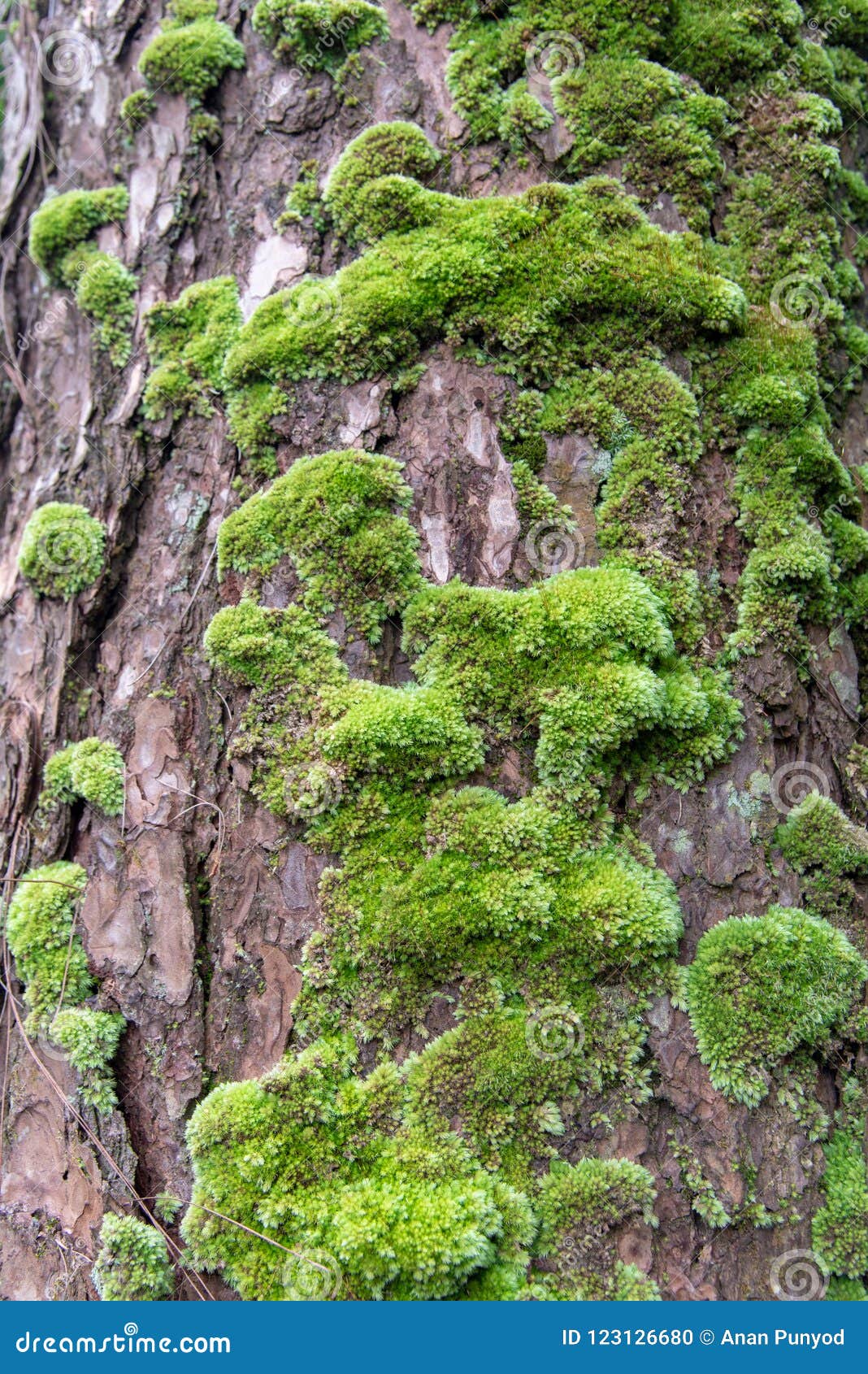 Close Up Green Moss on a Pine Tree Stock Photo - Image of angle, branch ...