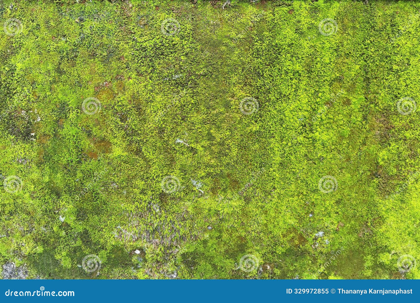 Close Up of Green Moss Texture on Wall Stock Image - Image of nature ...