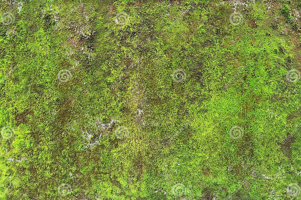 Close Up of Green Moss Texture on Wall Stock Image - Image of ecology ...