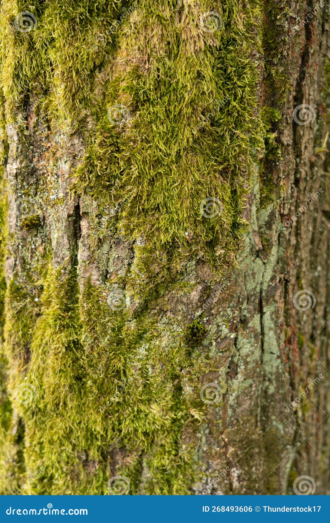 Close-up of Green Moss on Tree Bark Stock Photo - Image of outside ...