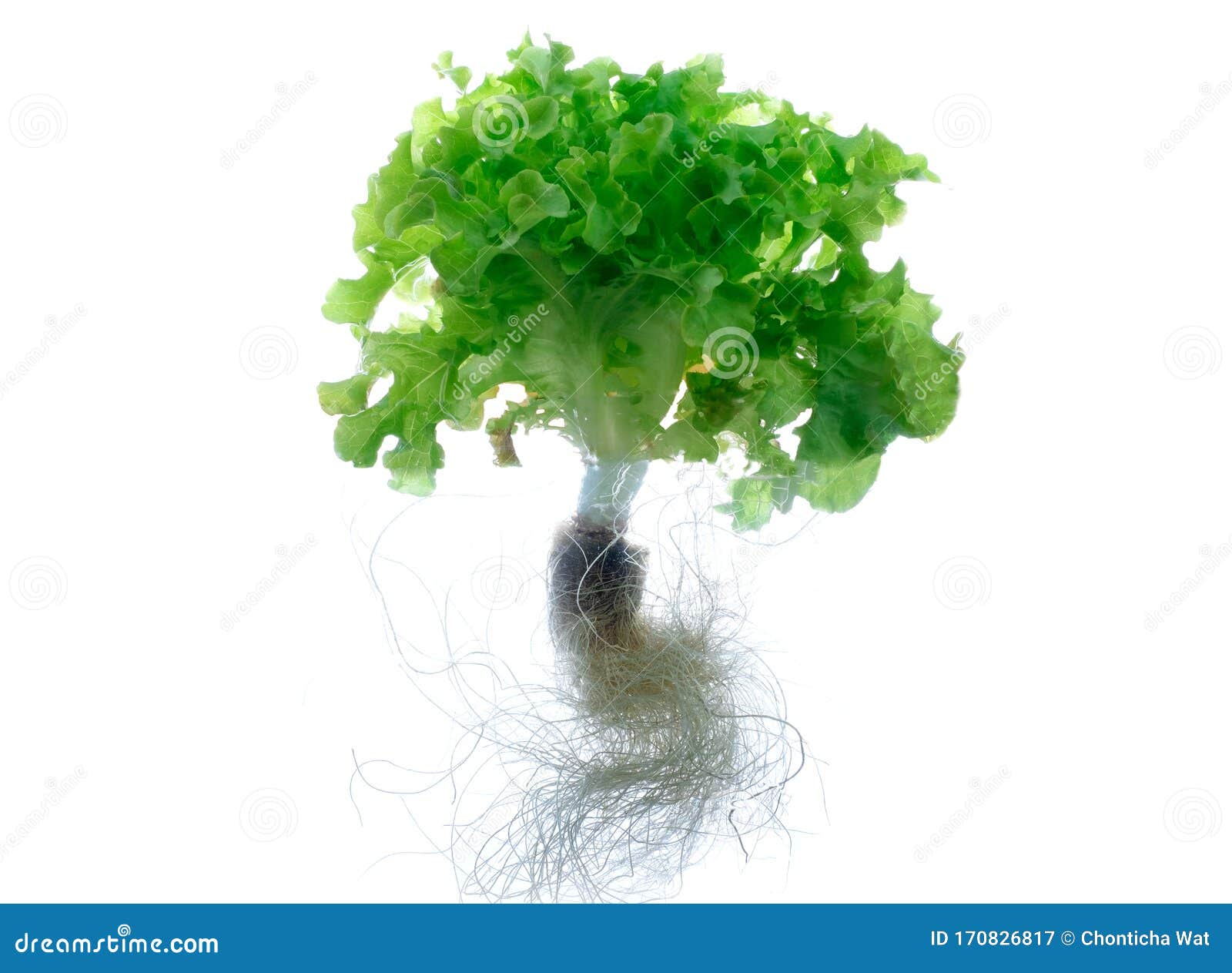 Close Up Green Oak Lettuce with Root Isolated at White Background Stock ...